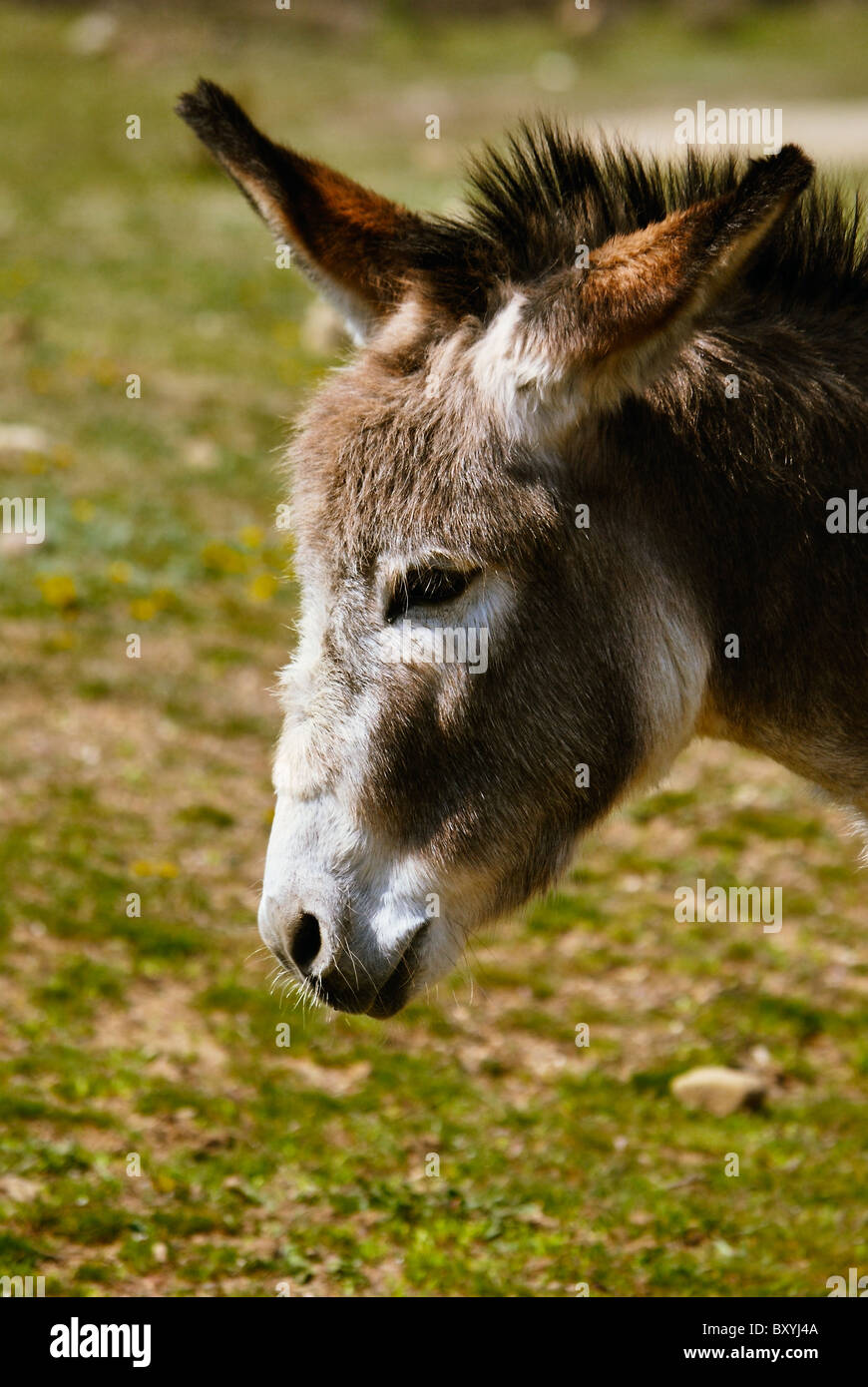 head of sad donkey Stock Photo - Alamy