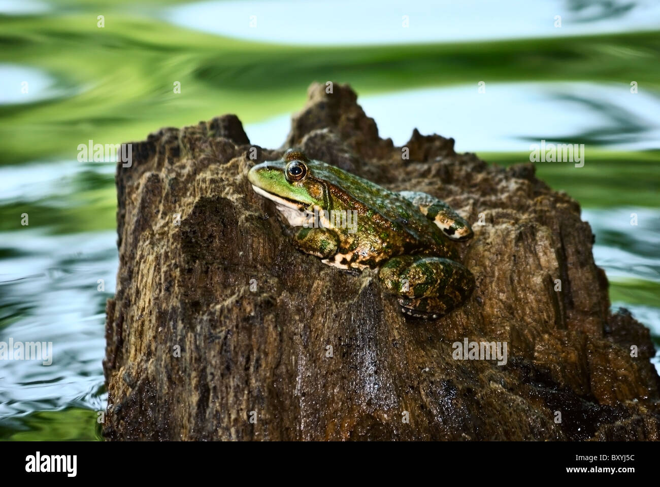 frog in pond. nature wildlife Stock Photo - Alamy