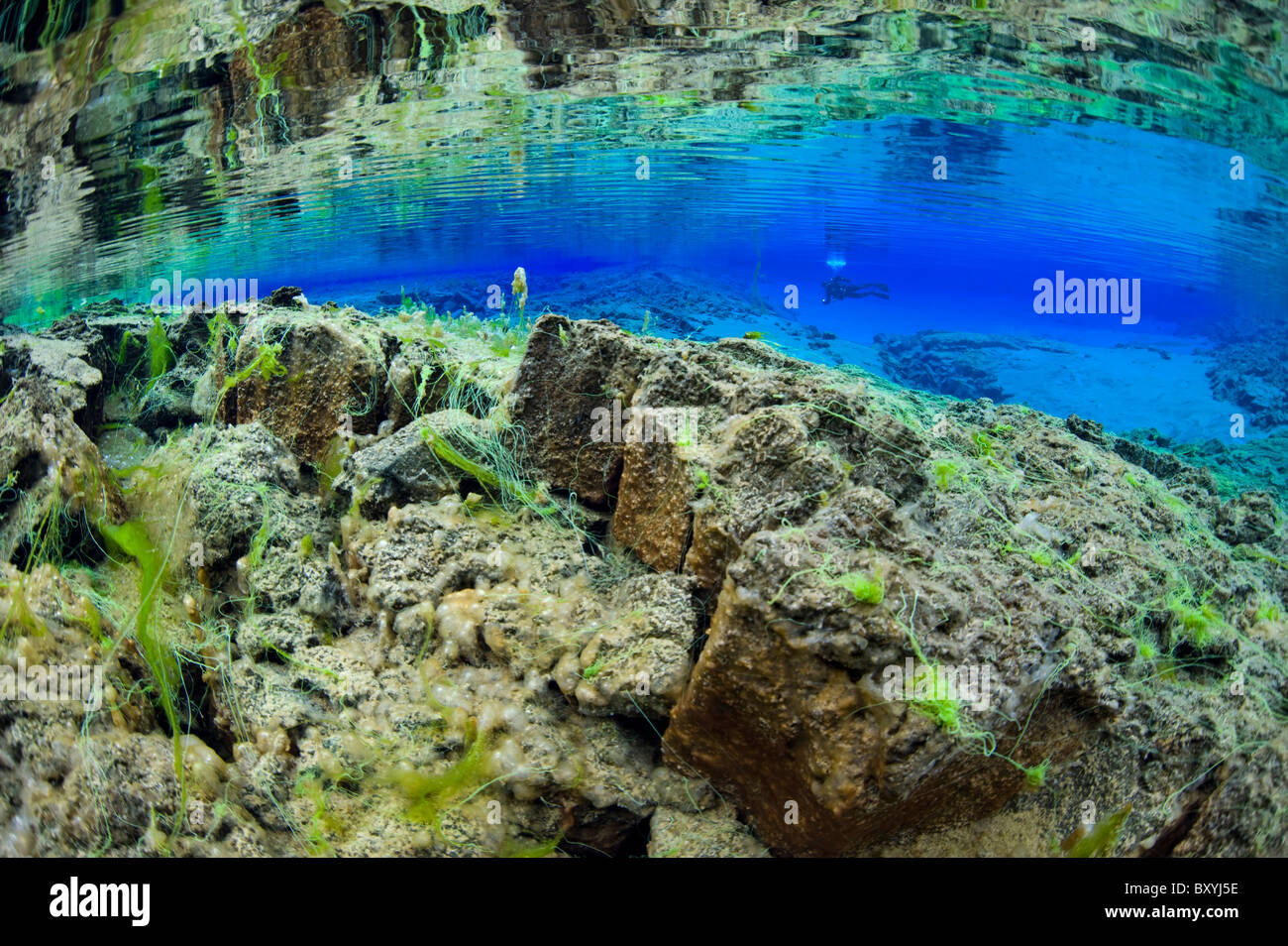 Silfra lagoon, Silfra crack, Thingvellir Lake, Iceland Stock Photo - Alamy