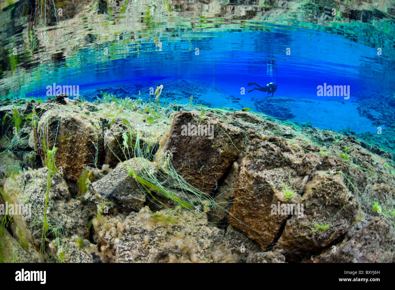 Silfra lagoon, Silfra crack, Thingvellir Lake, Iceland Stock Photo - Alamy