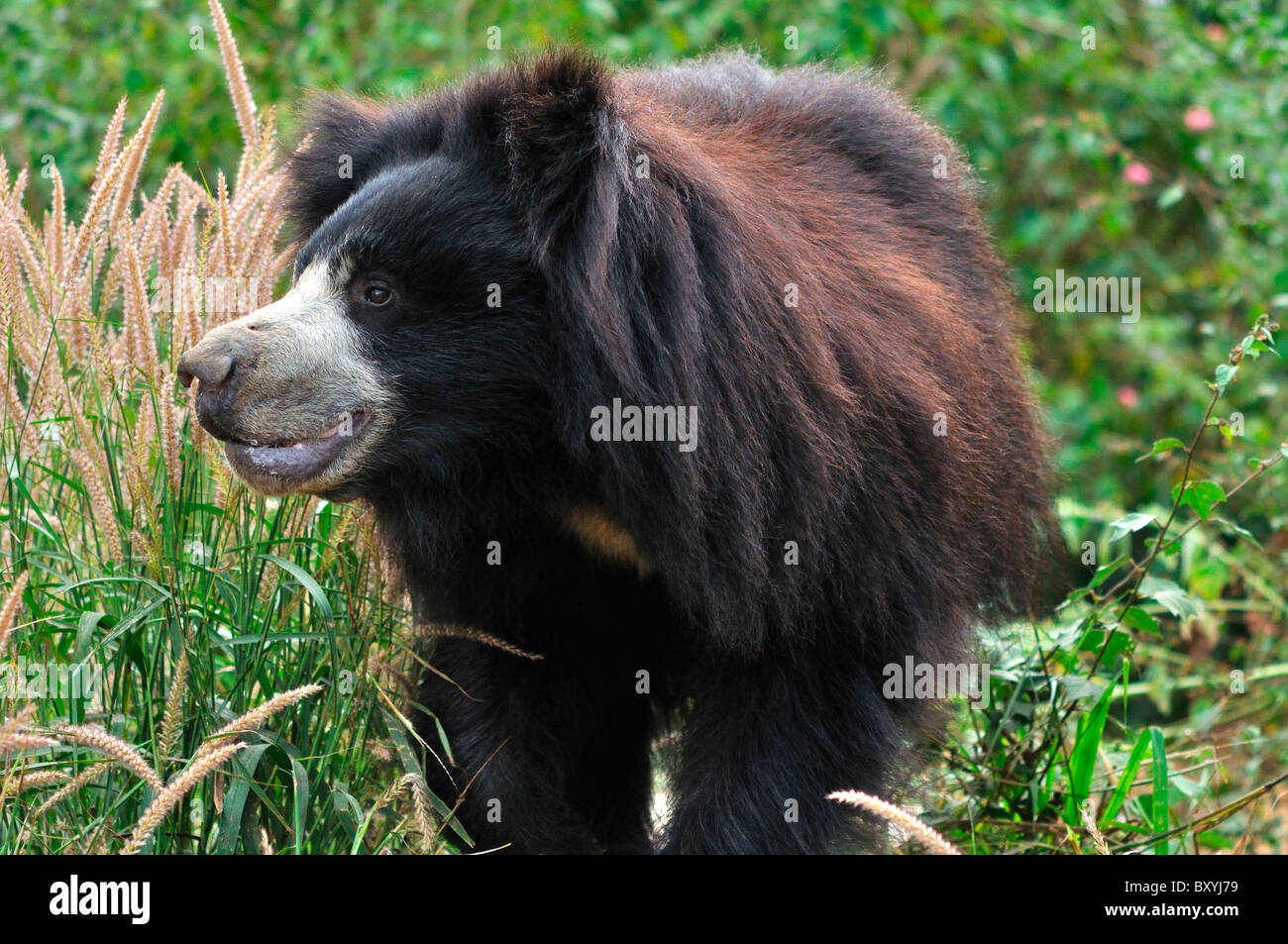 Sloth Bear, Close-up Stock Photo - Alamy