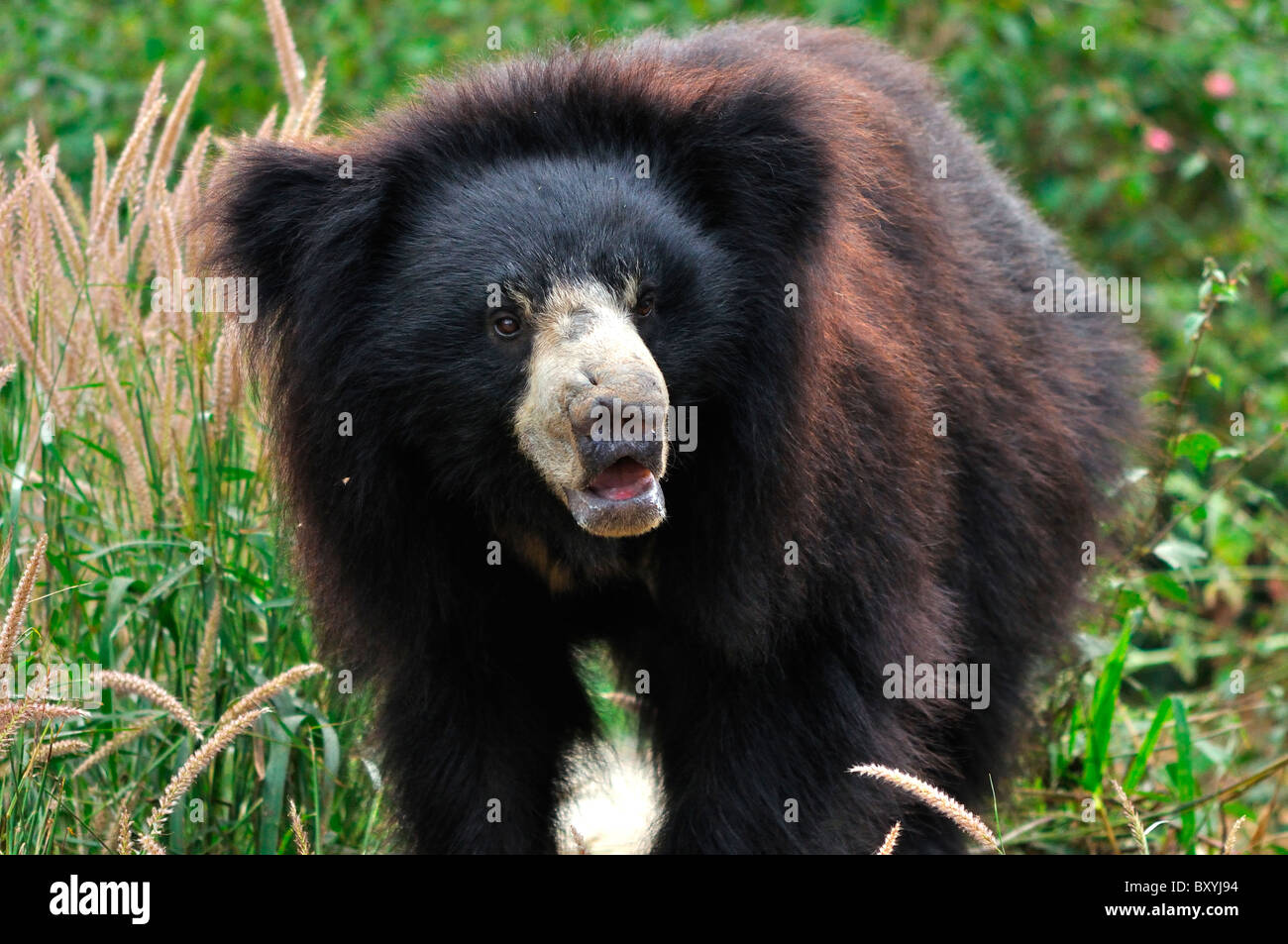 Sloth Bear, Close-up Stock Photo - Alamy