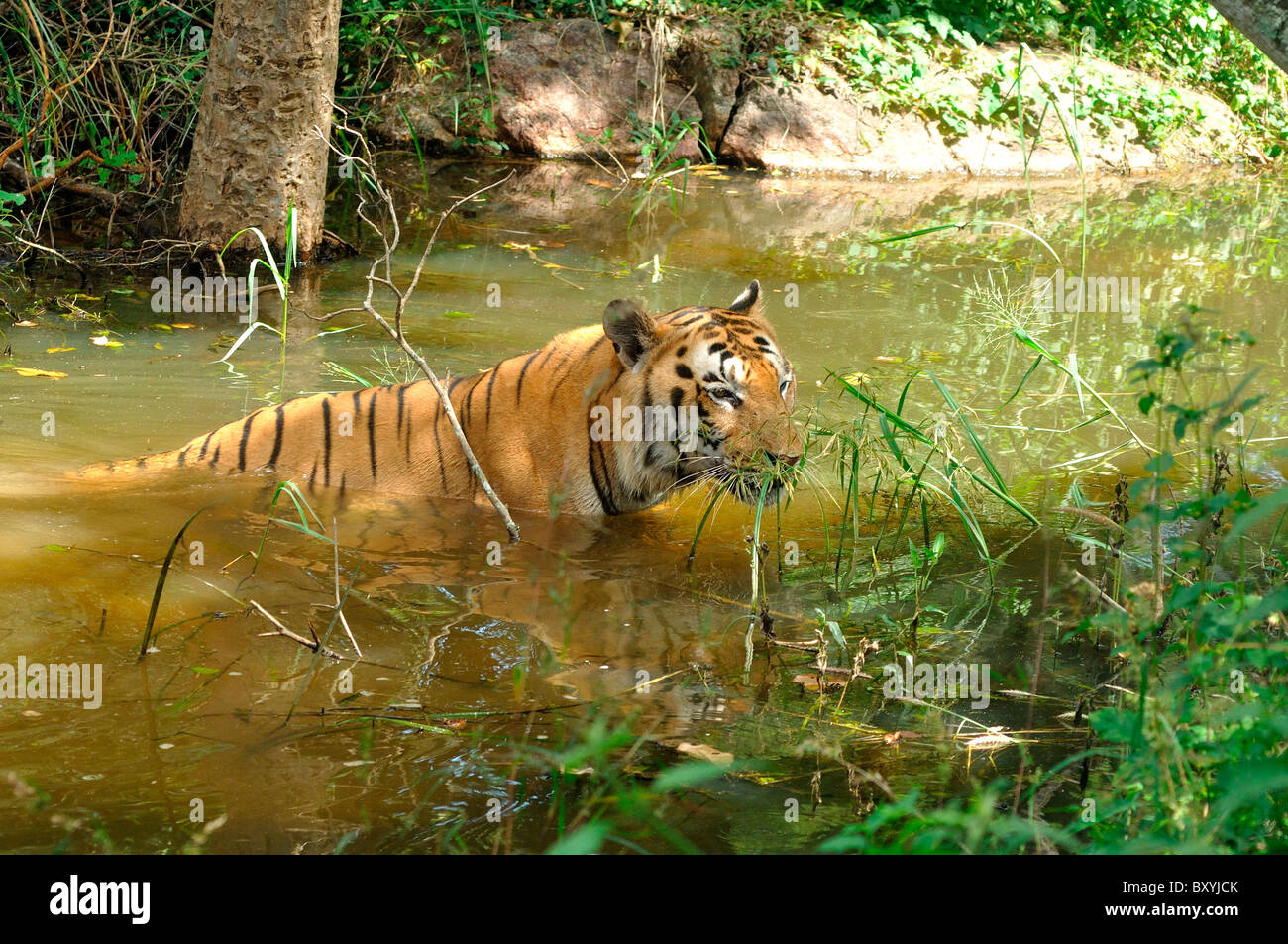 Nagarhole tiger hi-res stock photography and images - Alamy