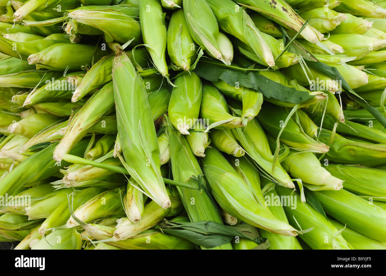 Close up of corn on street market Stock Photo - Alamy