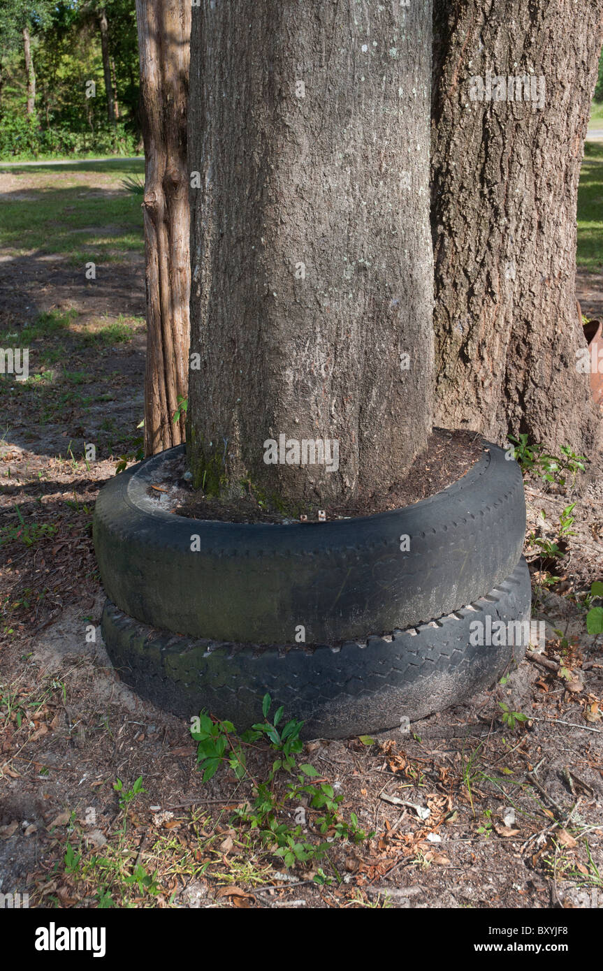 auto tires around oak tree at old gas station site Fort White Florida ...