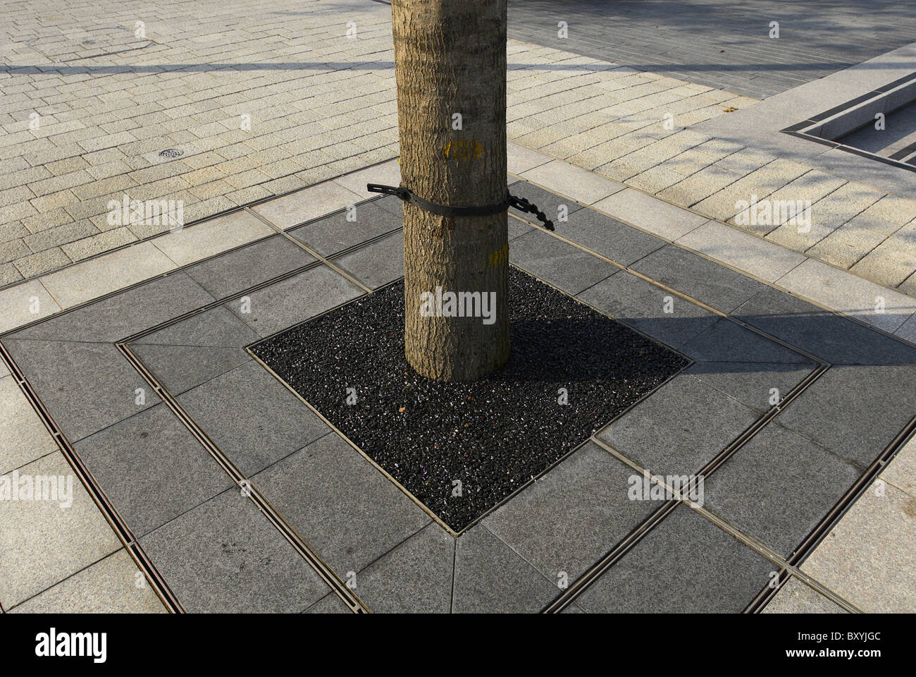 New paving around tree trunk Stock Photo - Alamy