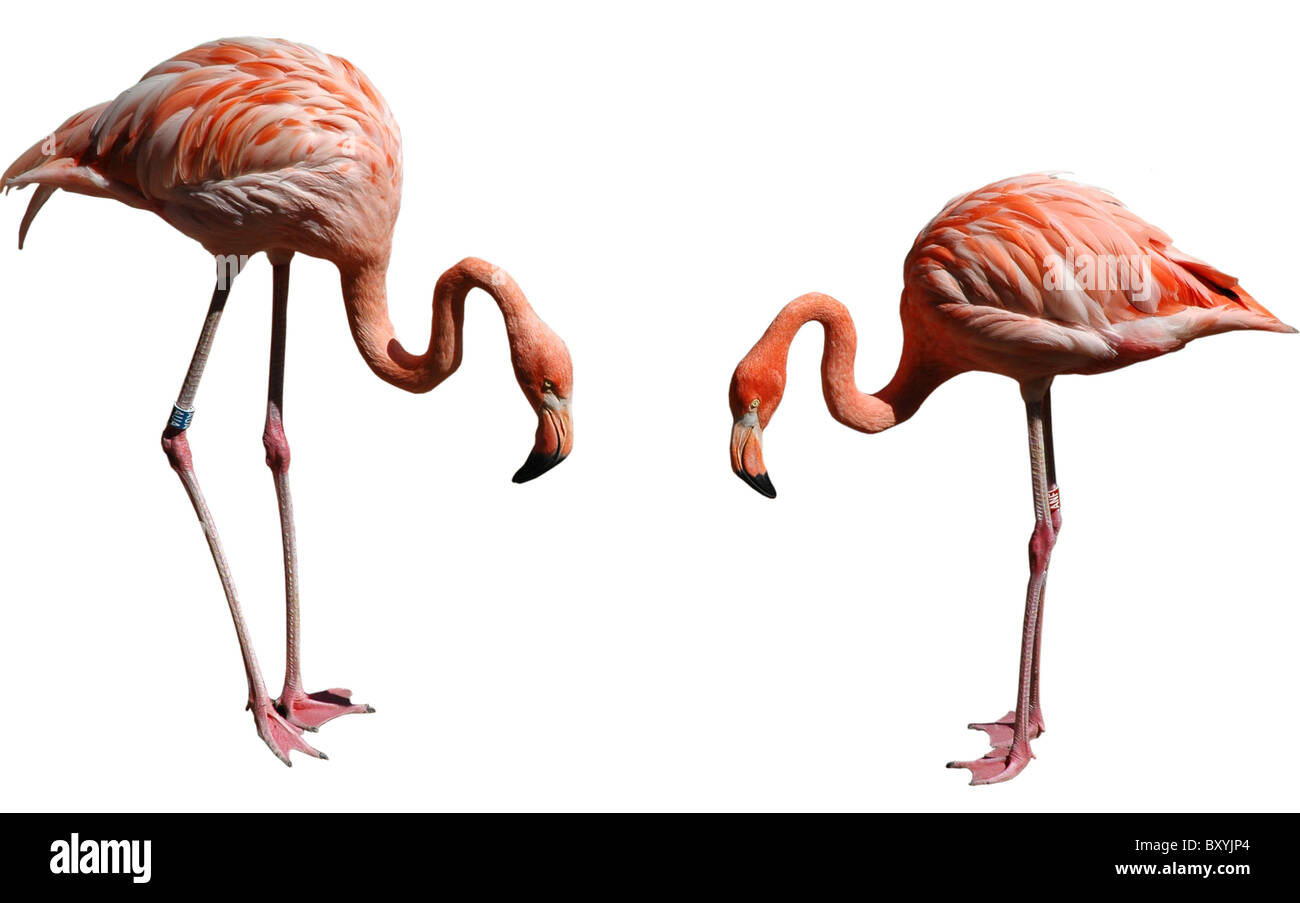 Flamingo lawn ornament hi-res stock photography and images - Alamy