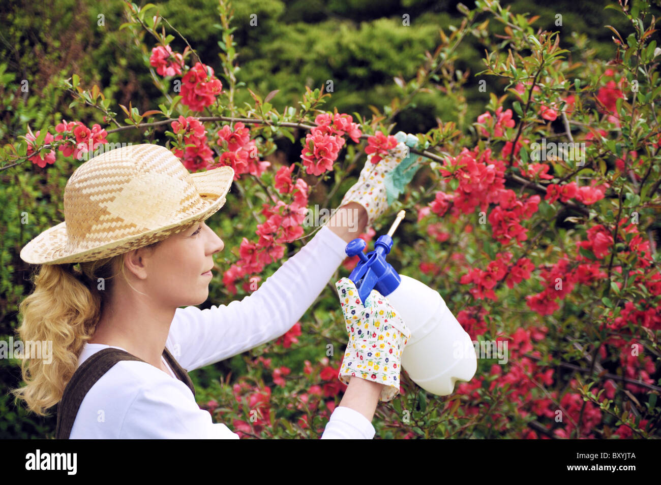 Young woman spraying tree Stock Photo - Alamy