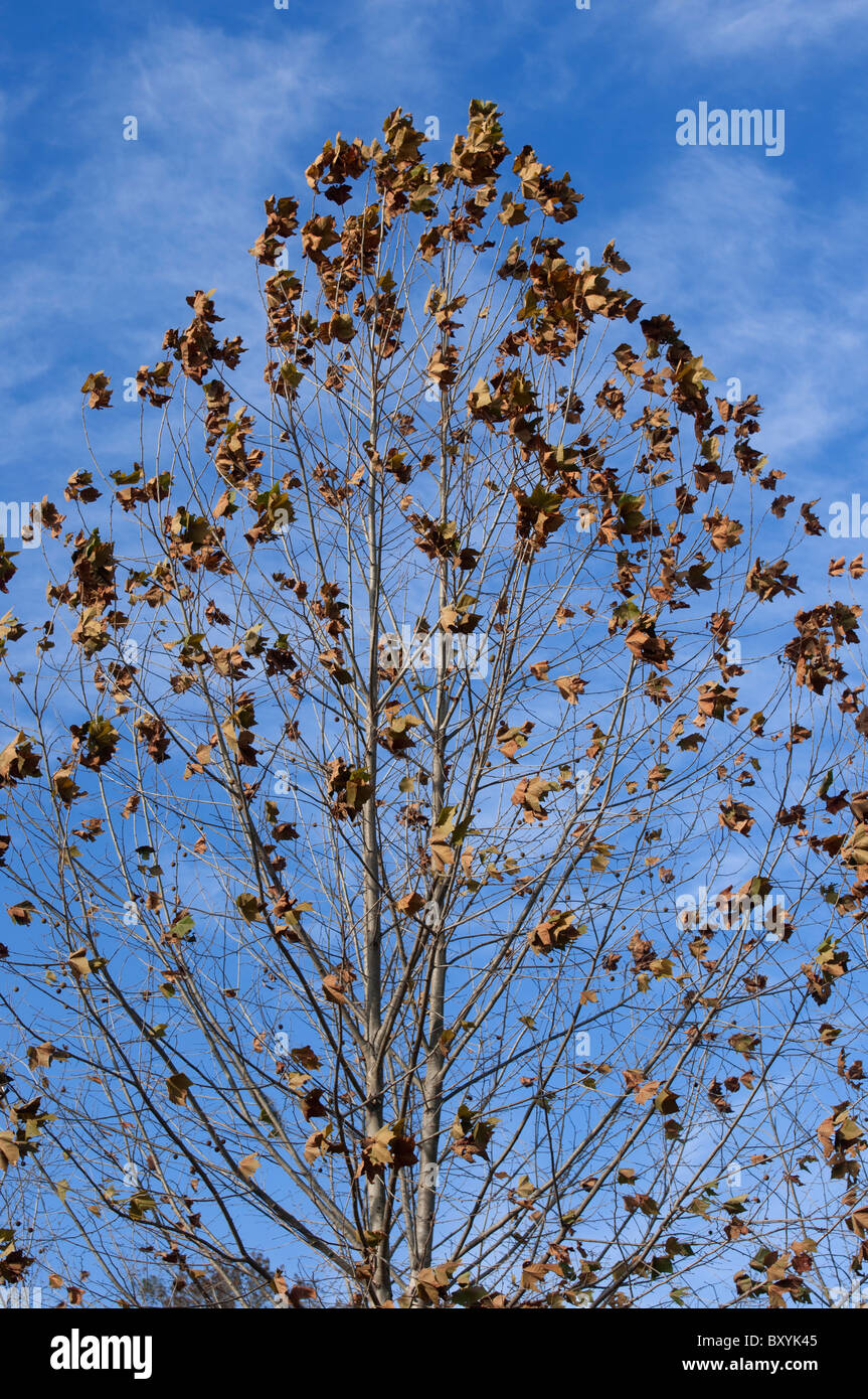 dead winter leaves on sycamore tree Stock Photo - Alamy