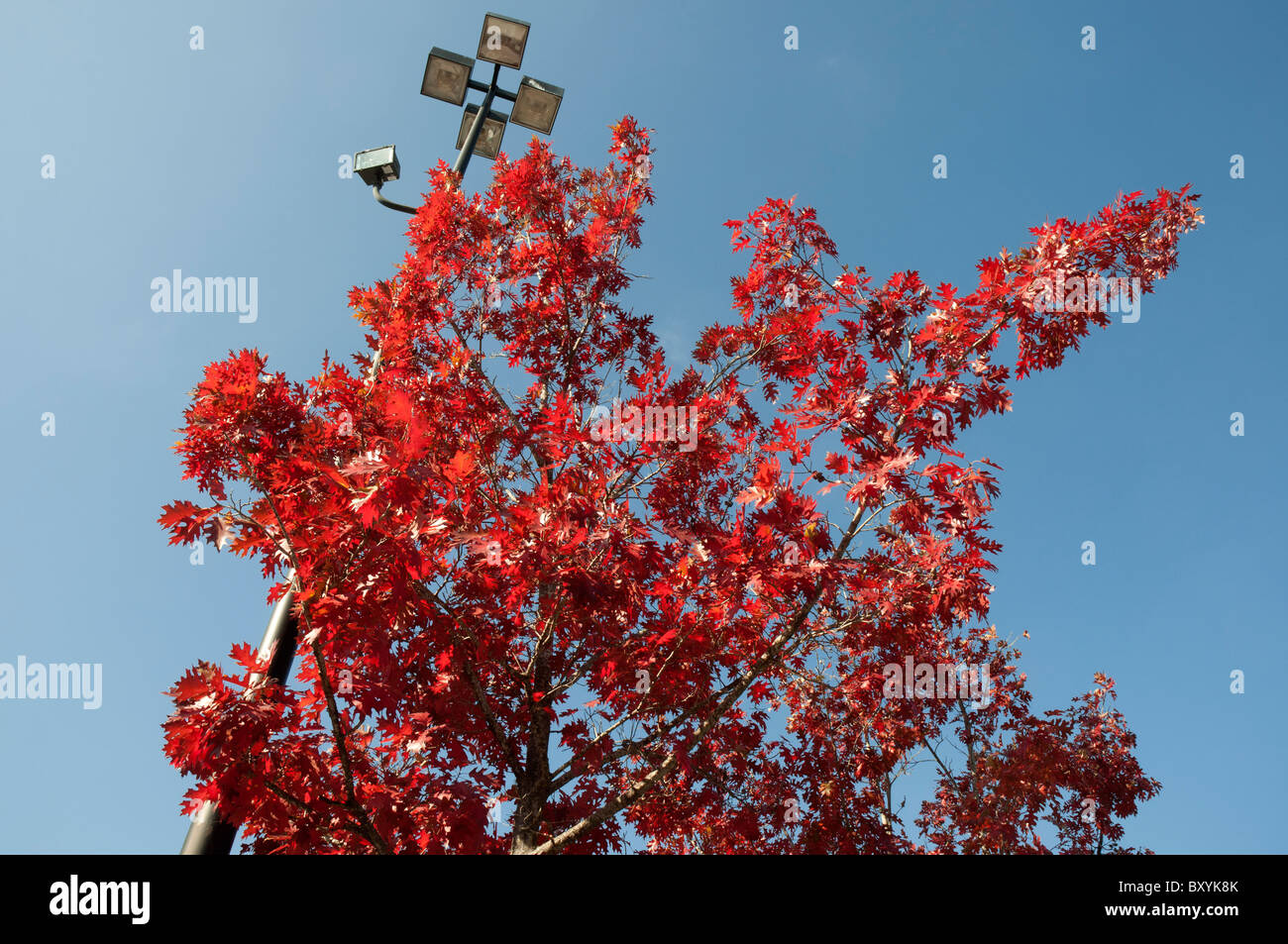 fall oak tree colors in parking lot Gainesville Florida Stock Photo - Alamy
