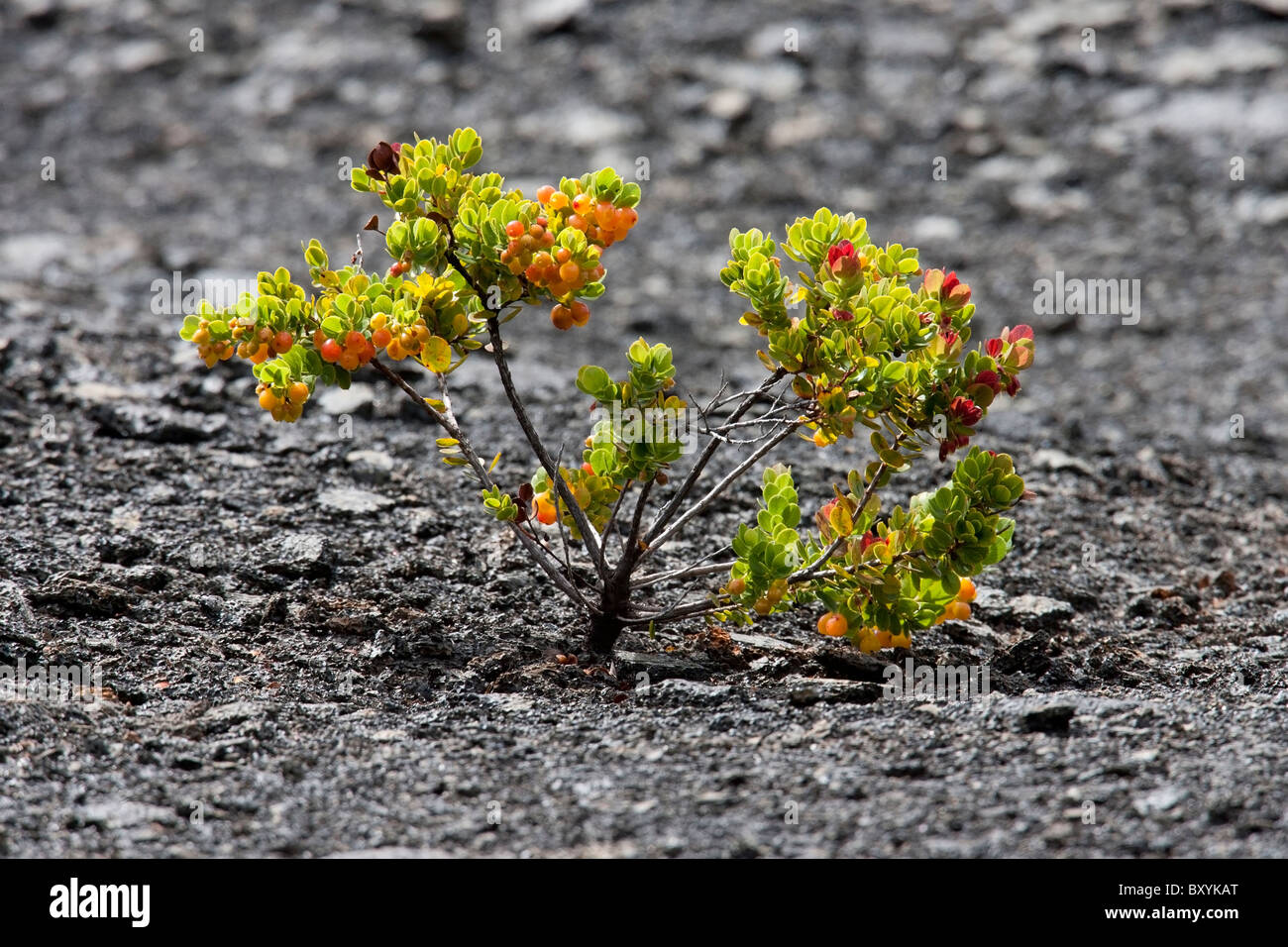 Ohelo Berries (Vaccinium reticulatum) in Hawaii Vocanoes National Park ...