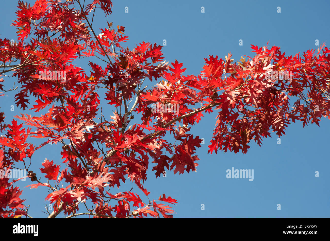 fall oak tree colors in parking lot Gainesville Florida Stock Photo - Alamy