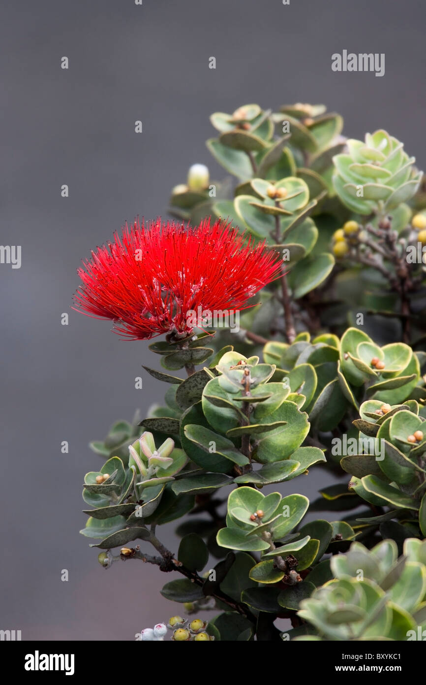 Ohia lehua (Metrosideros polymorpha) flower in Hawaii Vocanoes National ...