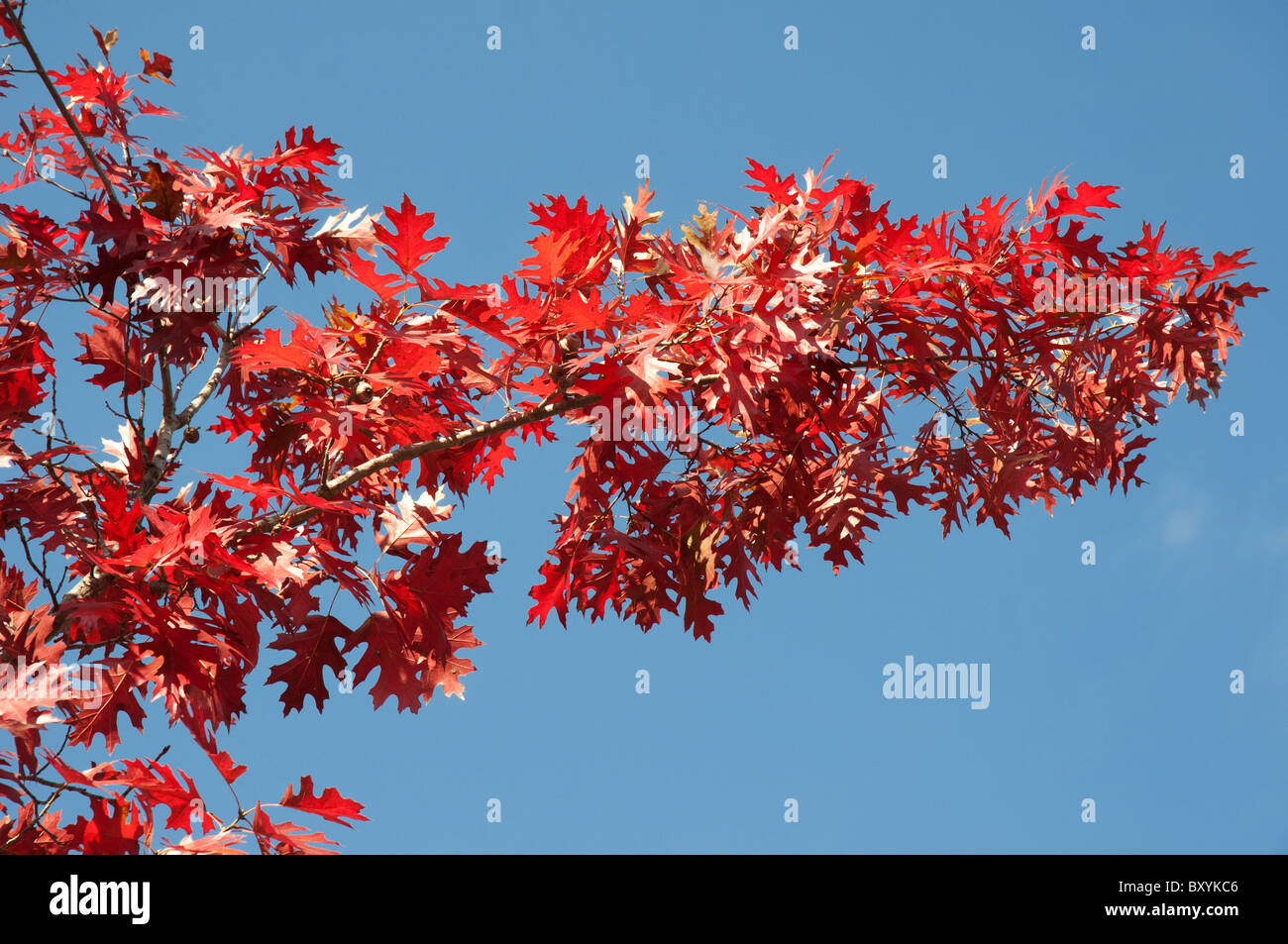 fall oak tree colors in parking lot Gainesville Florida Stock Photo - Alamy