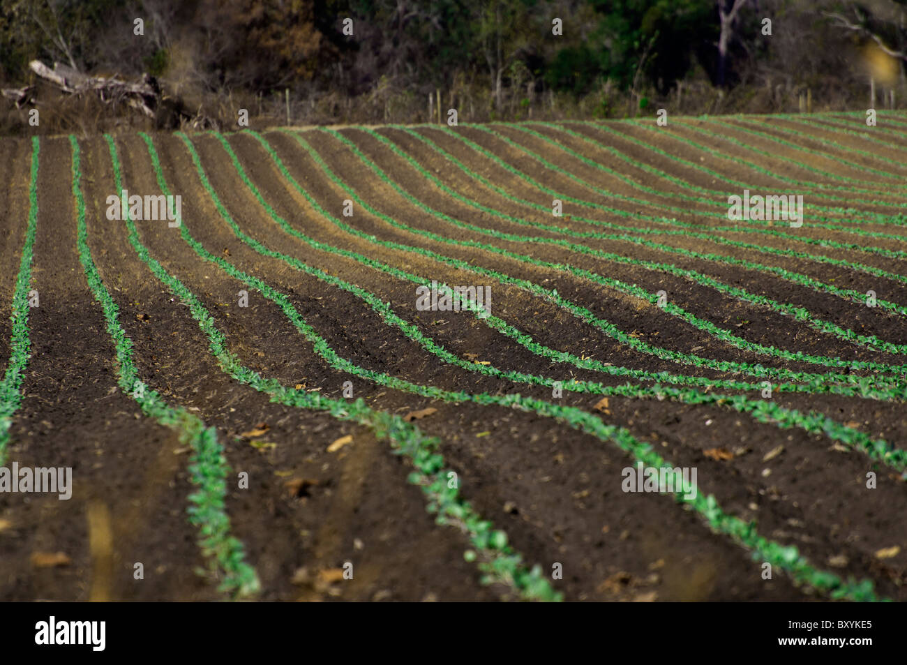 Black soil crops hi-res stock photography and images - Alamy