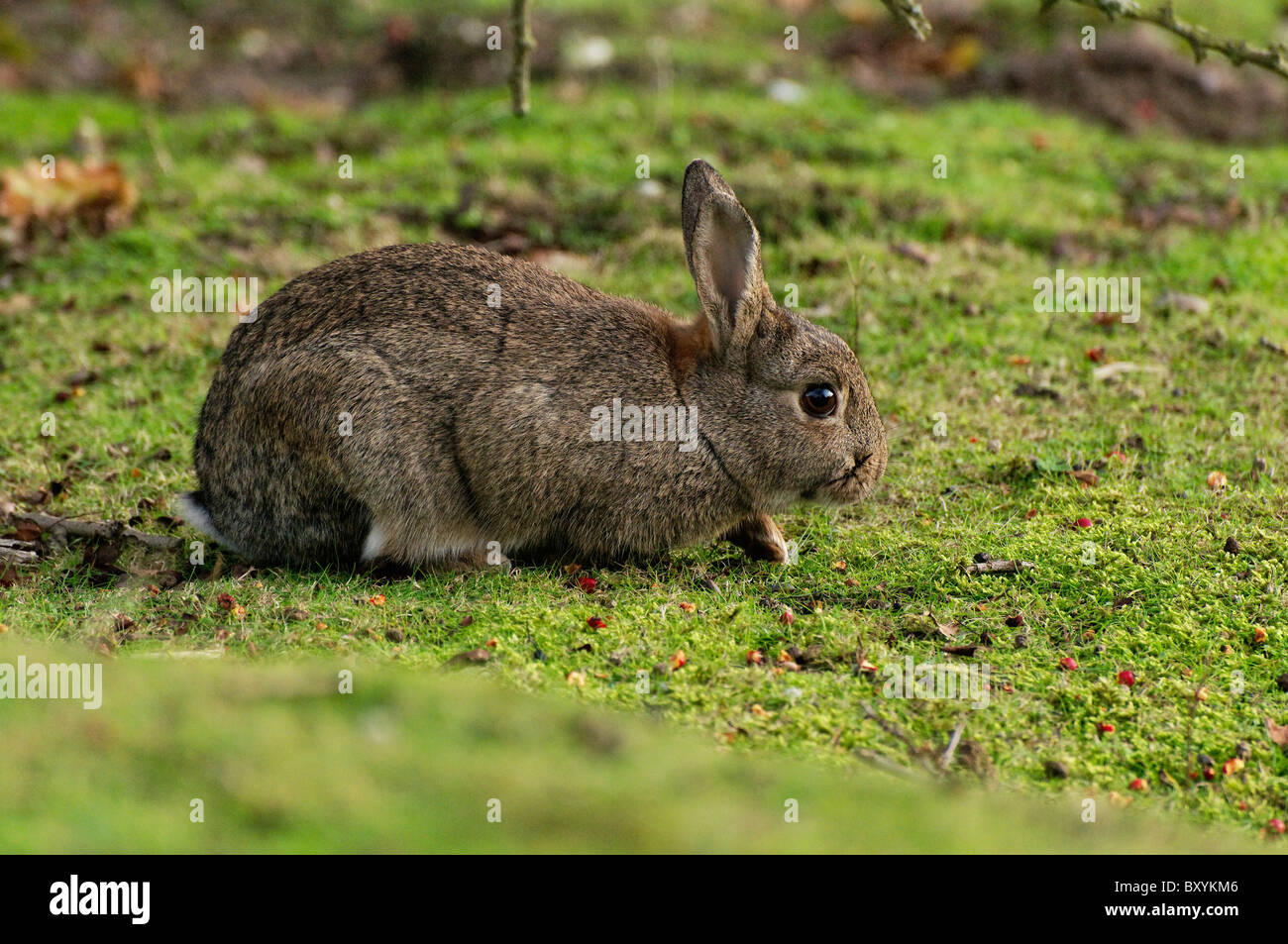 A wild rabbit feeding on berries Stock Photo - Alamy