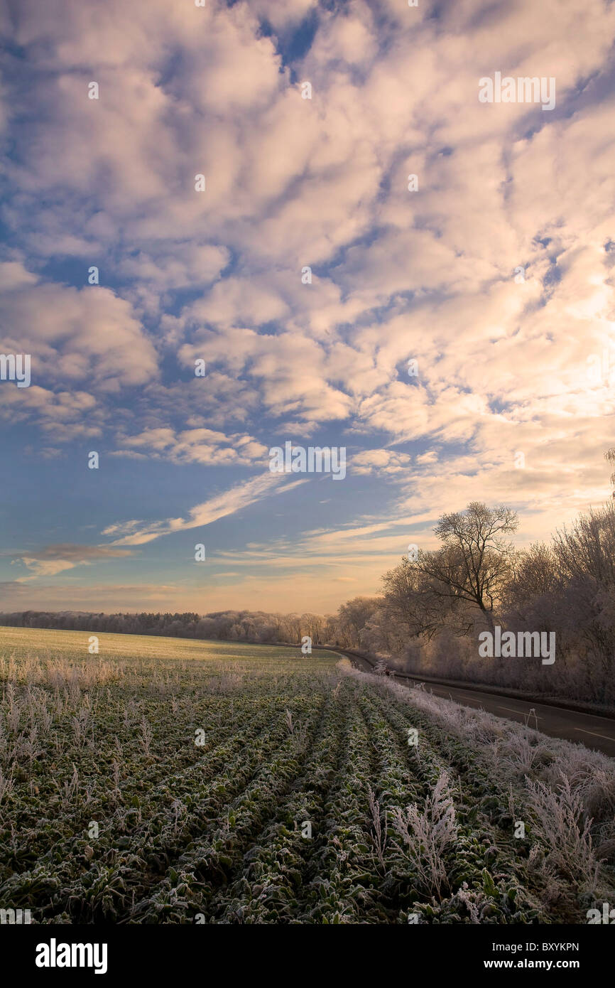 Hoar frost and agricultural land at Thurlow Suffolk Stock Photo - Alamy
