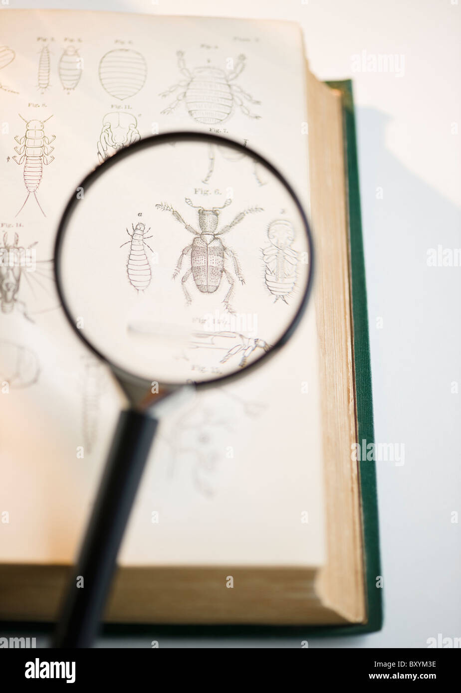 Insect taxonomy hi-res stock photography and images - Alamy
