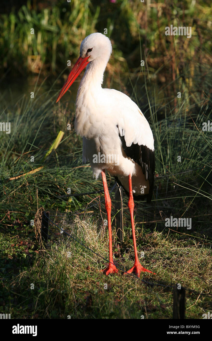 Far east stork hi-res stock photography and images - Alamy