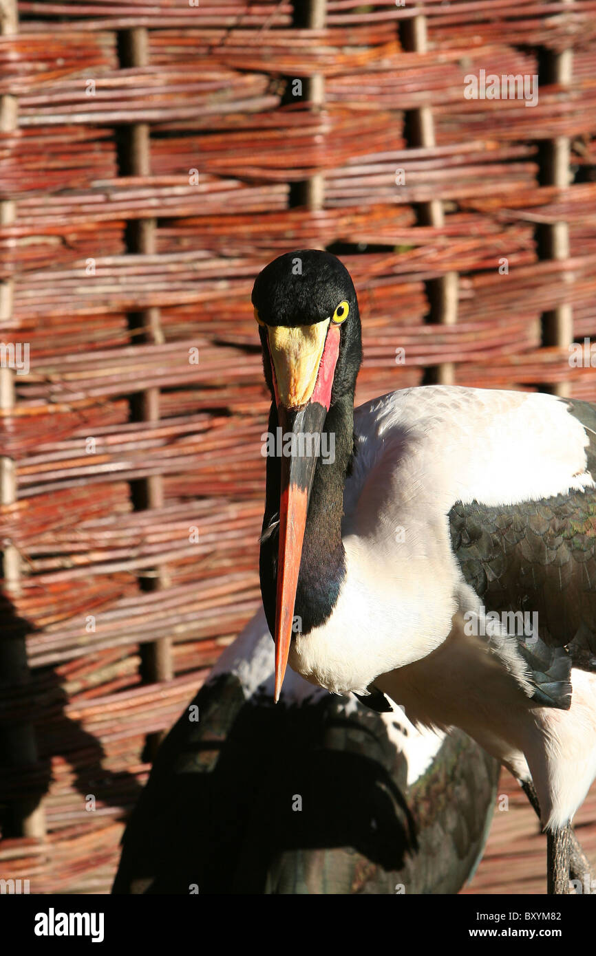 Saddle Billed Stork Stock Photo - Alamy