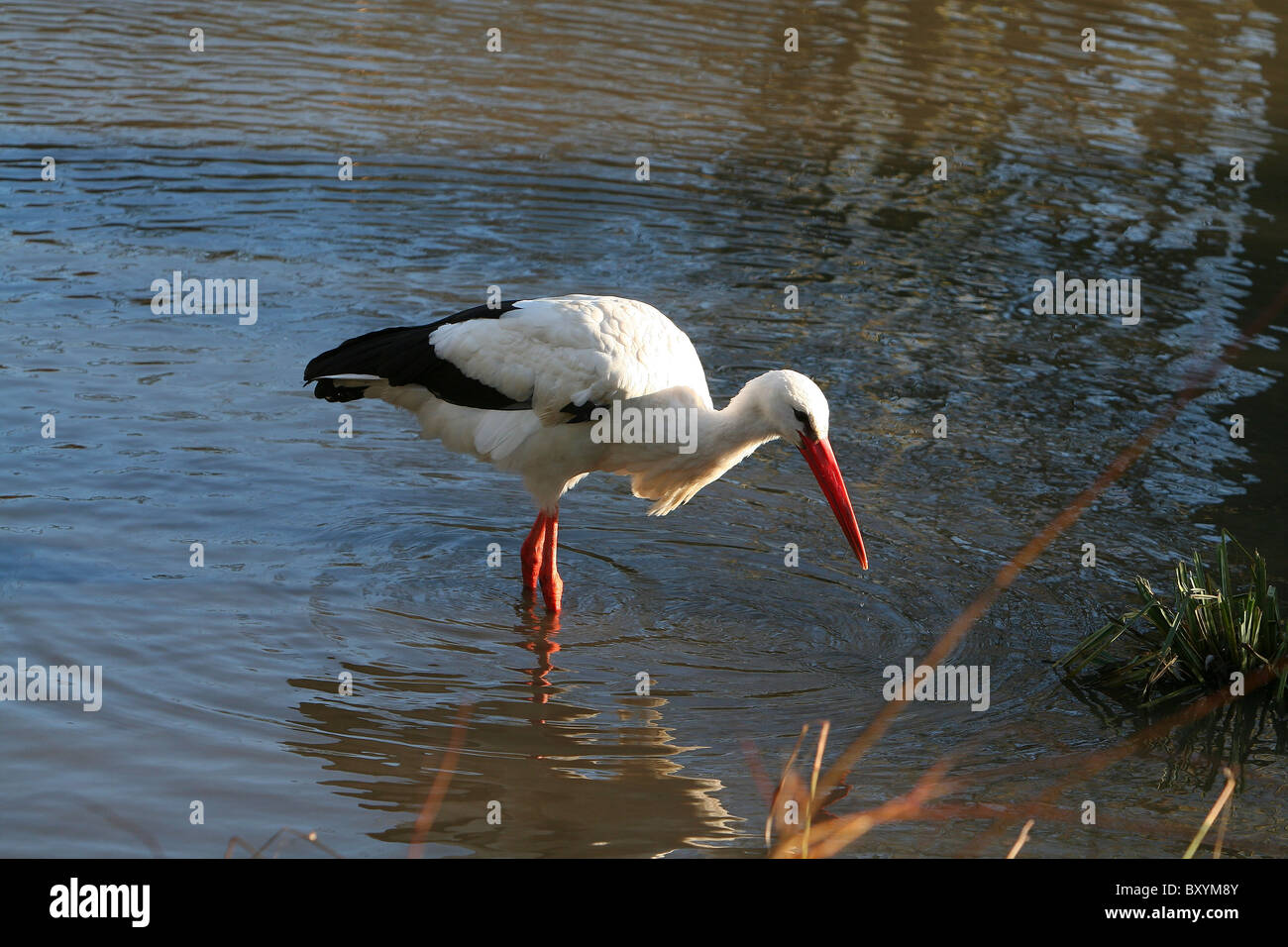 Far east stork hi-res stock photography and images - Alamy