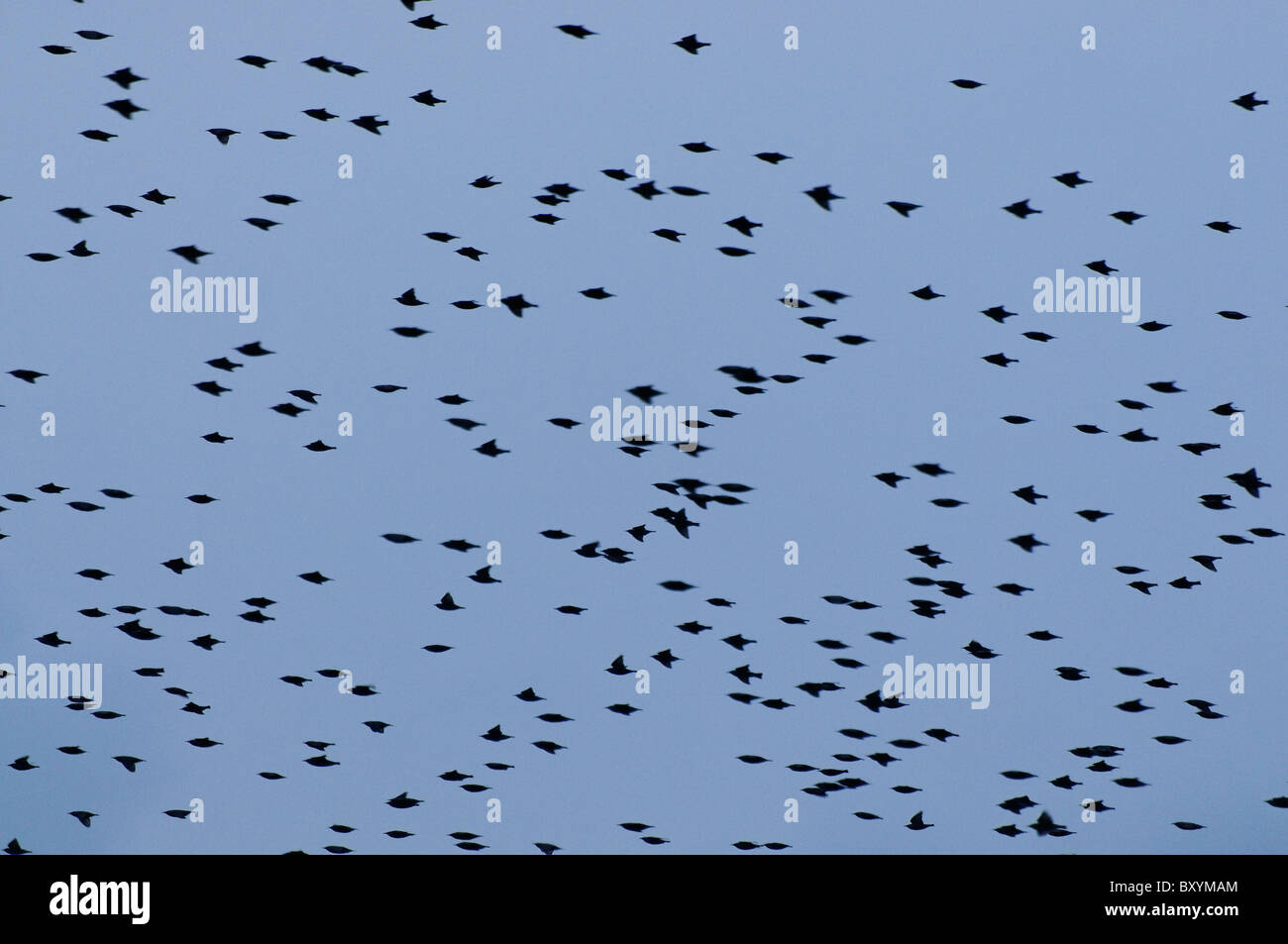 Starlings gathering to roost at Conwy RSPB reserve Stock Photo - Alamy