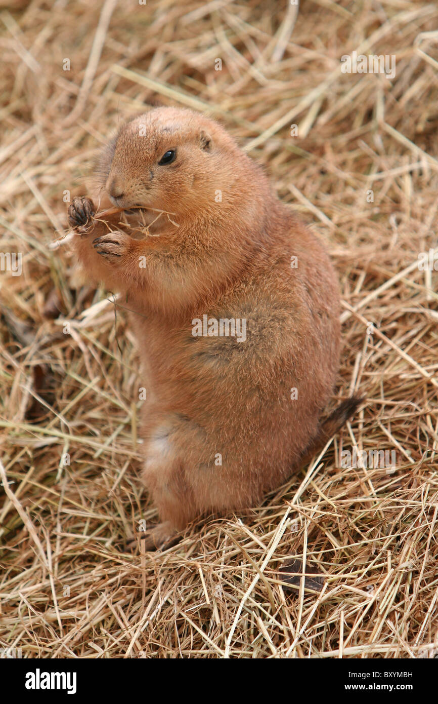 Prairie dog eating Stock Photo - Alamy