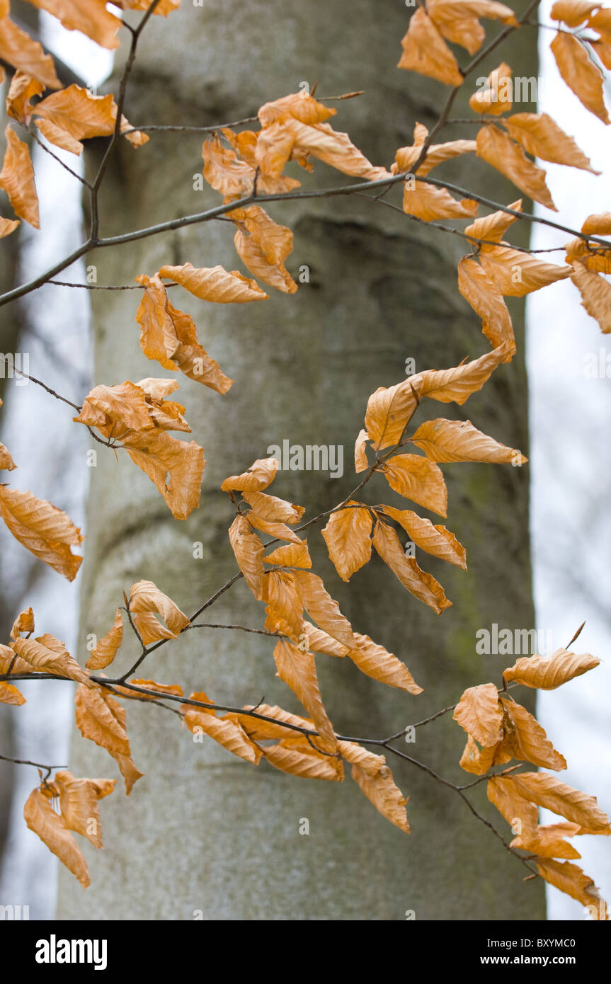 Brown beech tree leaves hi-res stock photography and images - Alamy