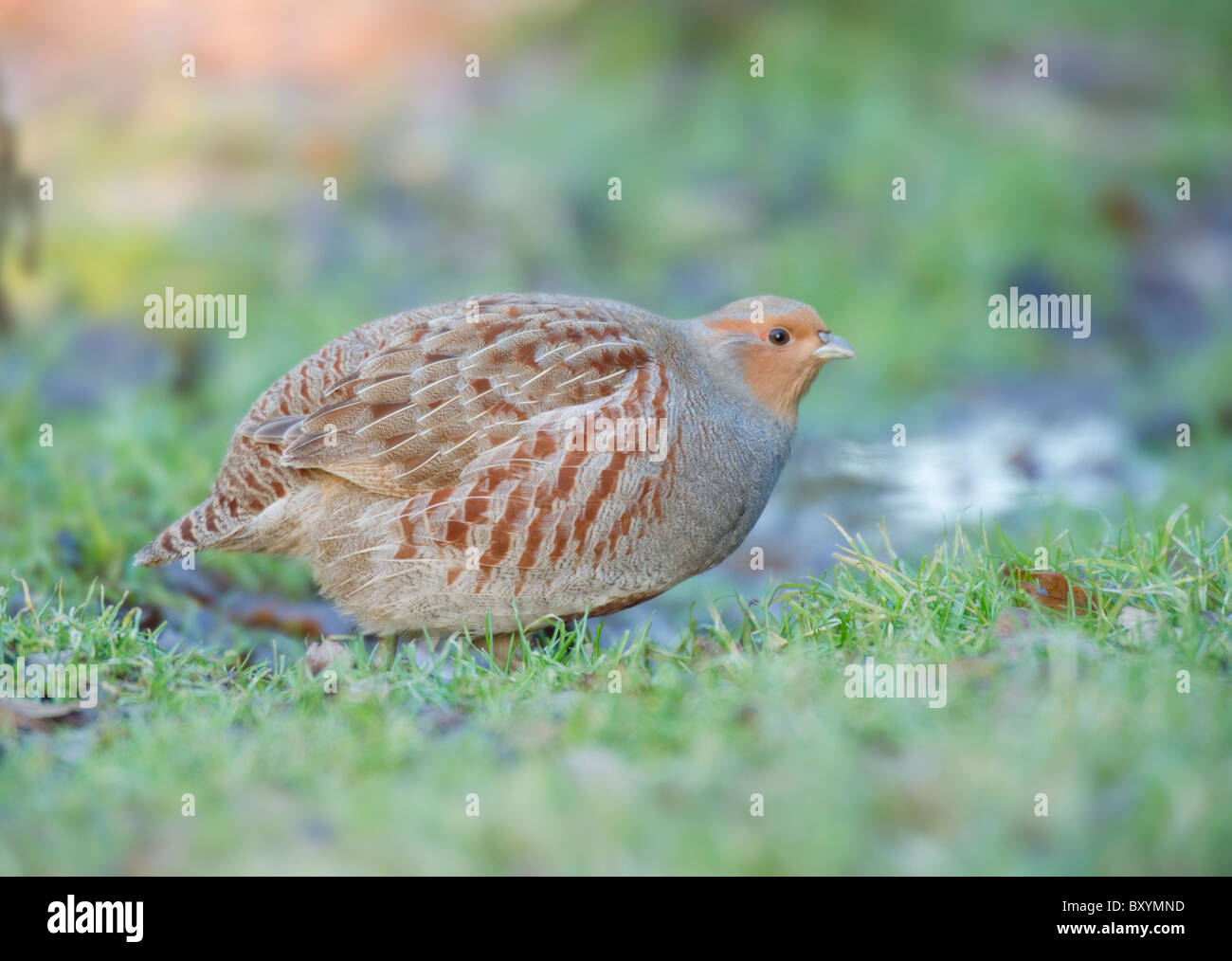 Grey Partridge (Perdix perdix) male bird feeding Stock Photo - Alamy