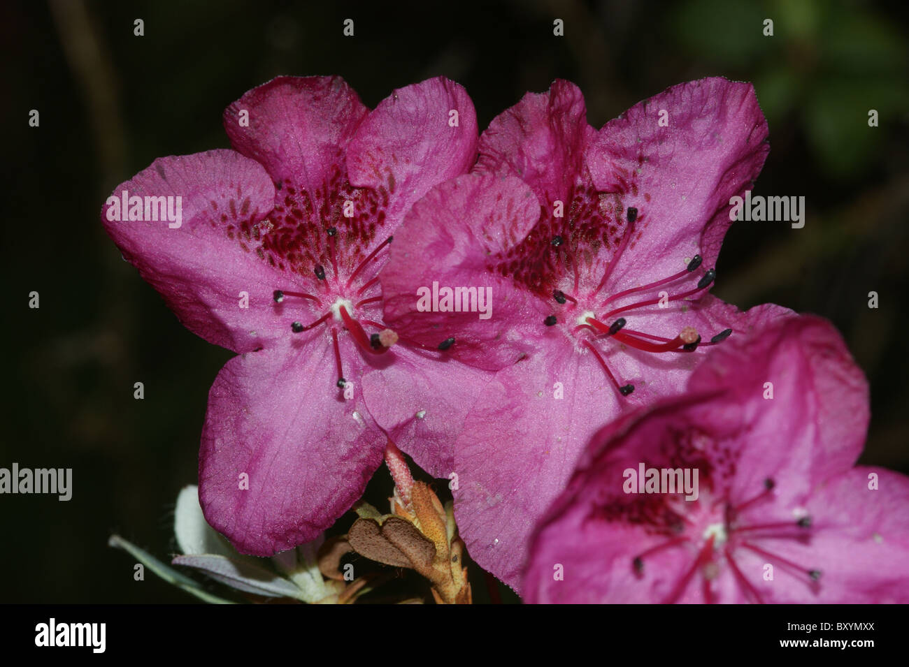 Dwarf evergreen rhododendron hi-res stock photography and images - Alamy
