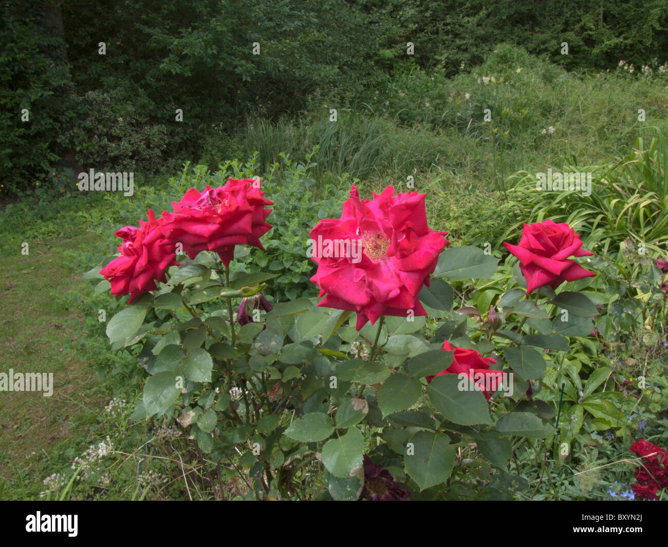 red roses growing wild Stock Photo - Alamy