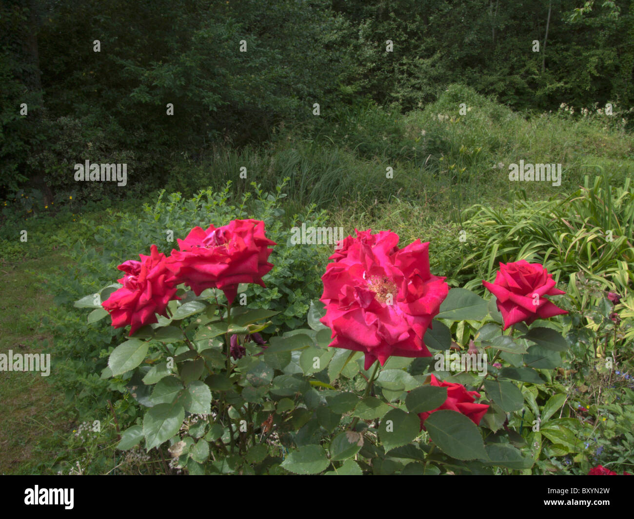 red roses growing wild Stock Photo - Alamy