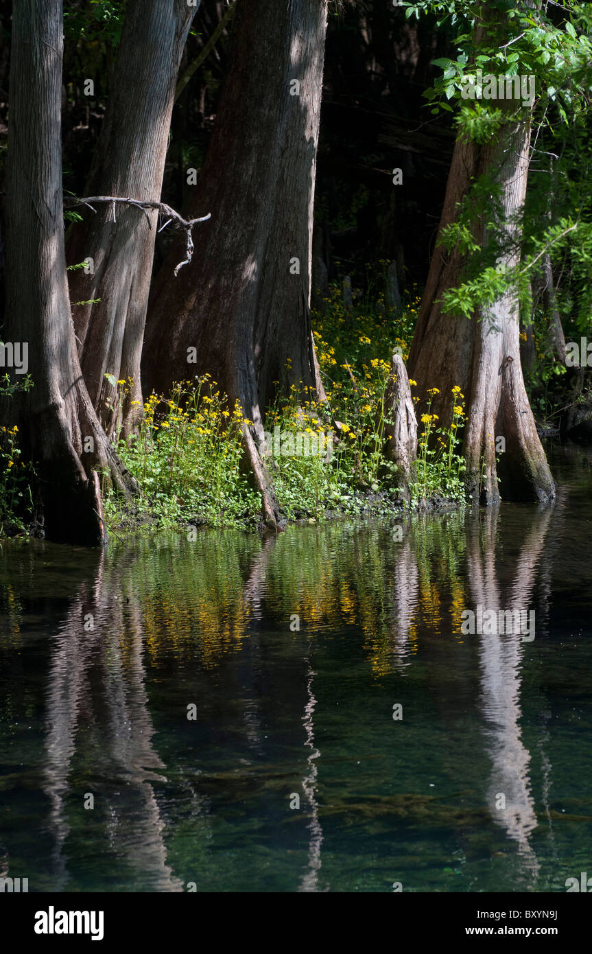 Nature water scene with manatee hi-res stock photography and images - Alamy