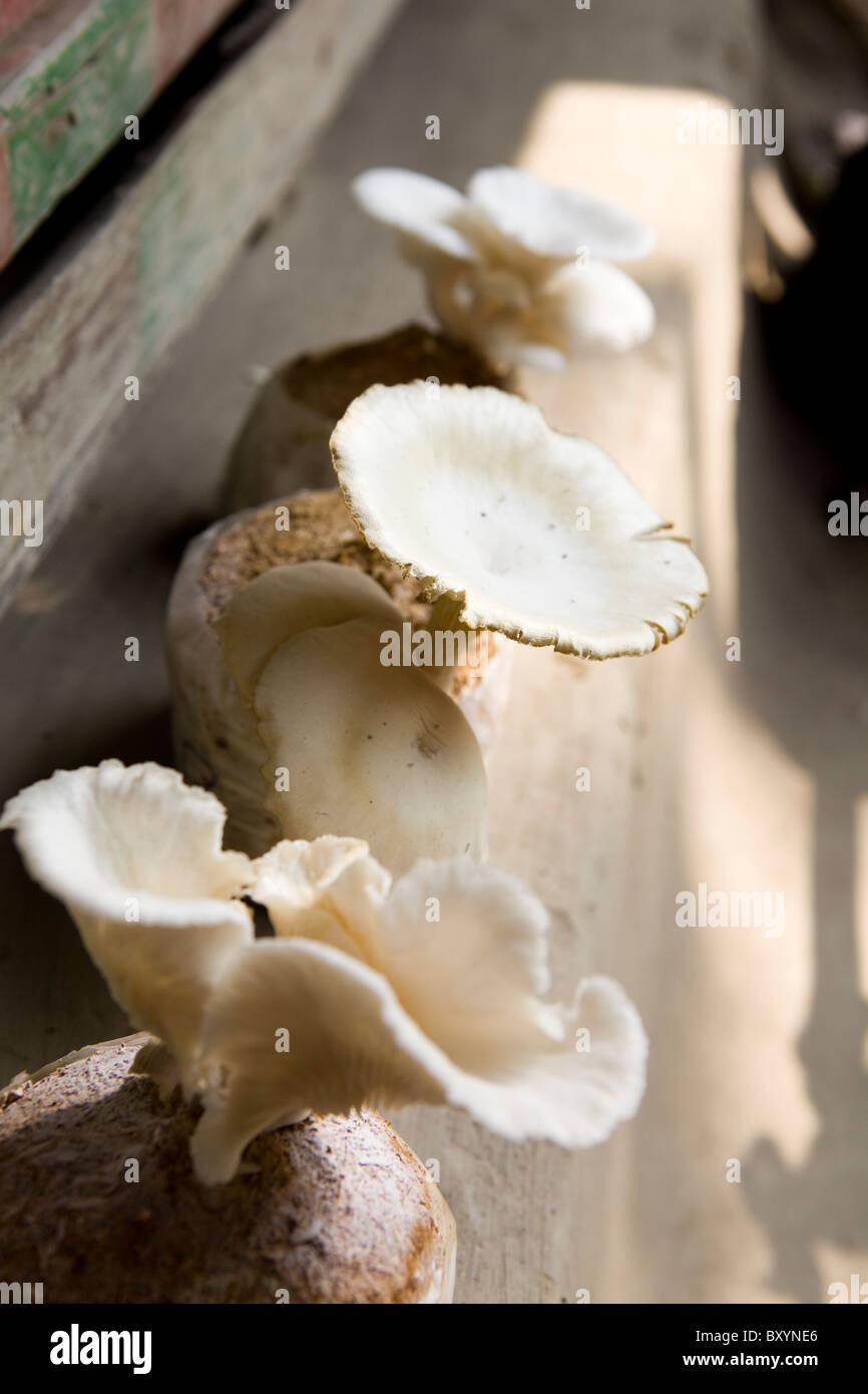 Mushroom cultivation Stock Photo - Alamy