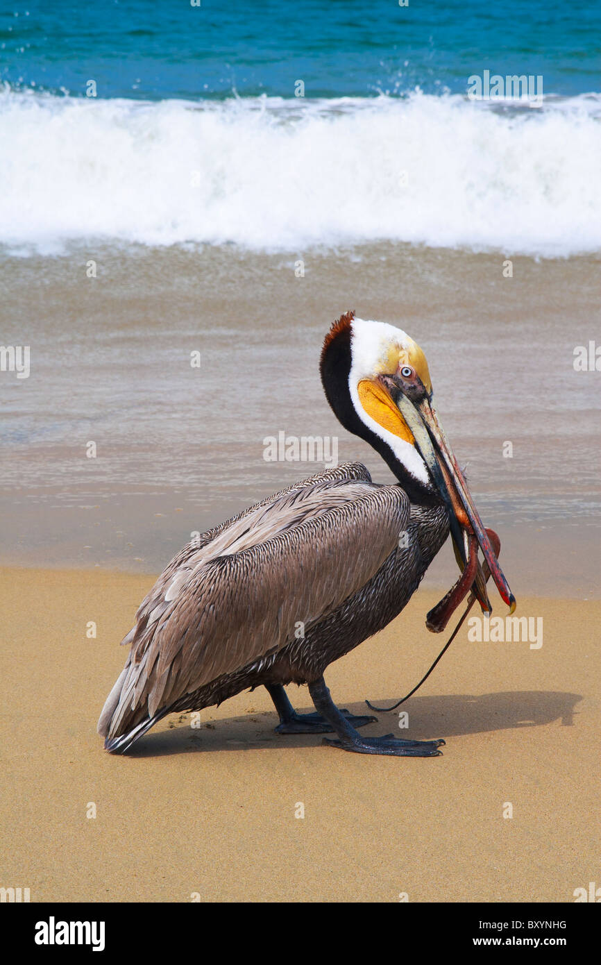 Pelican eating fish hi-res stock photography and images - Alamy