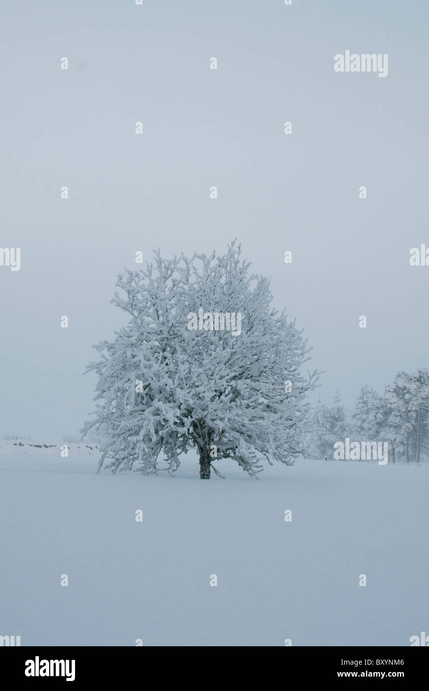 tree in snow Stock Photo - Alamy