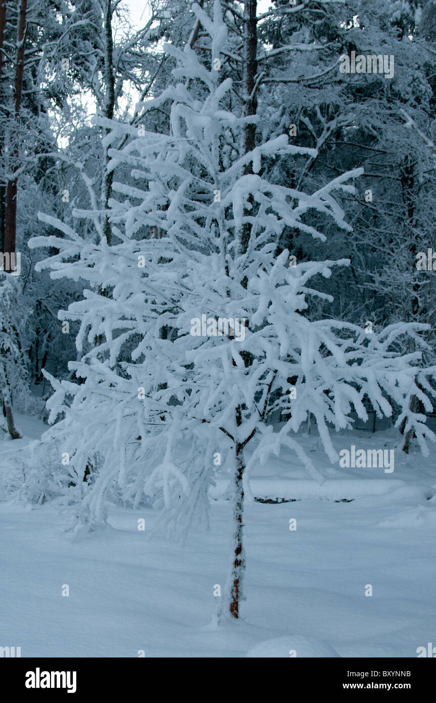 Spindly Tree High Resolution Stock Photography and Images - Alamy