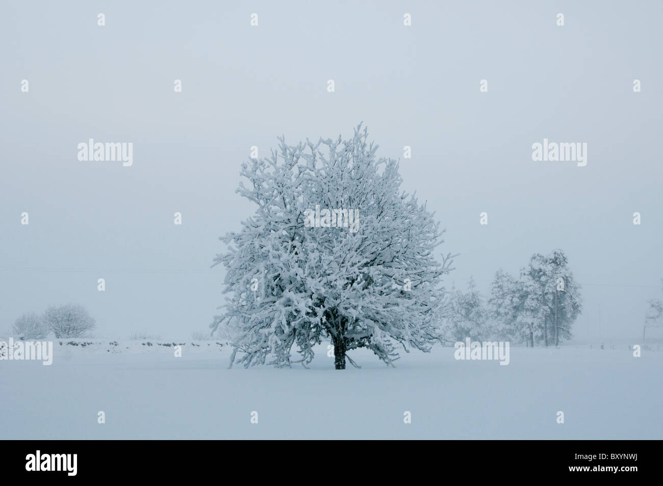 tree in snow Stock Photo - Alamy
