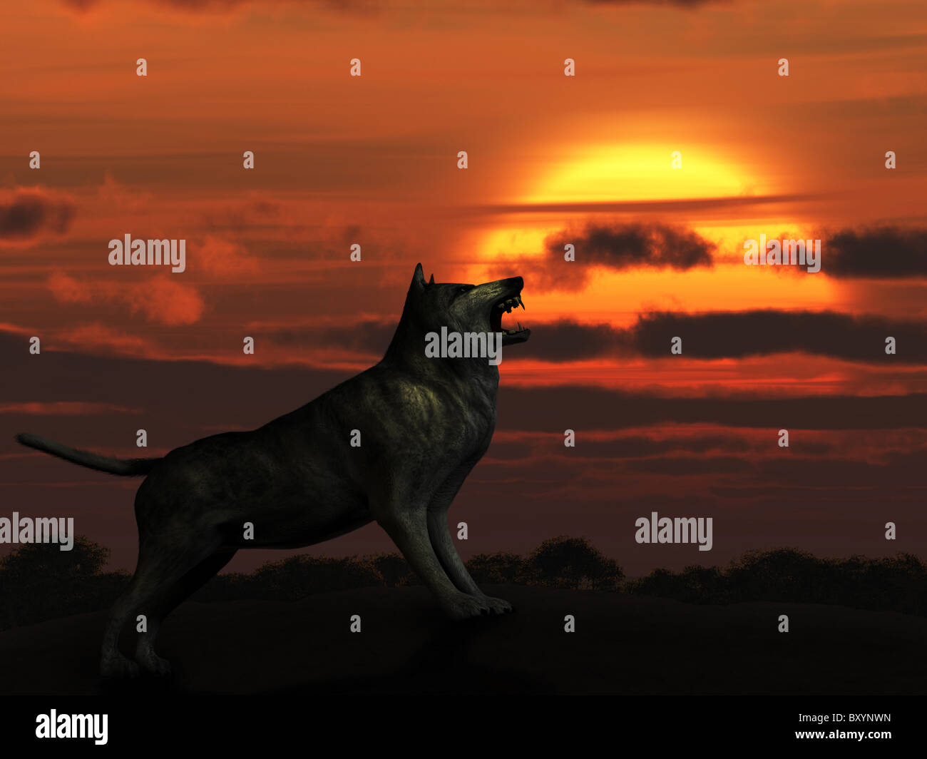 The wolf on sunset. The detailed illustration of an animal and ...