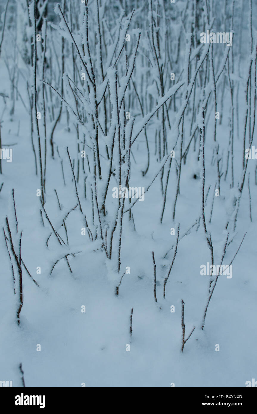 sticks growths snow Stock Photo - Alamy