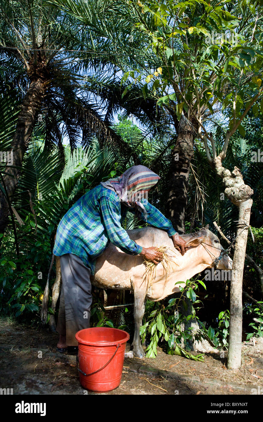 Man washing a cow, Bangladesh Stock Photo - Alamy