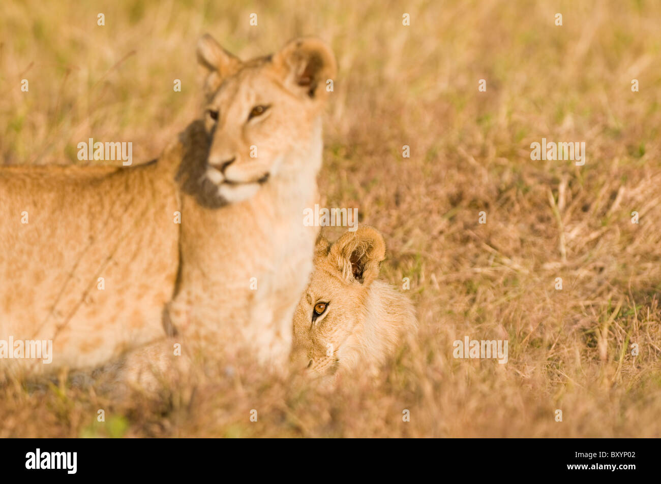 African lion cubs panthera leo hi-res stock photography and images - Alamy