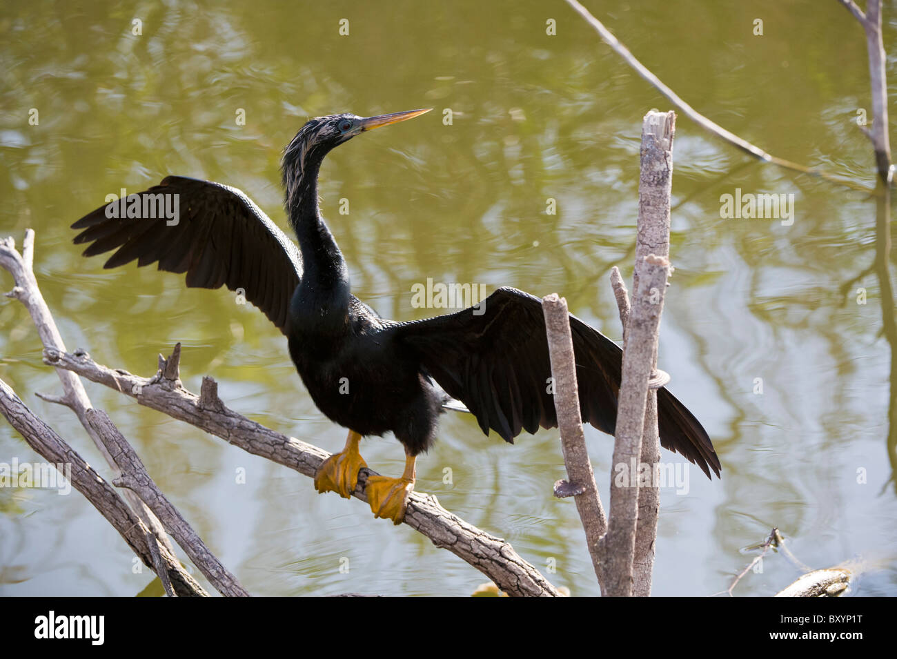 Anhinga drying its wings Stock Photo - Alamy