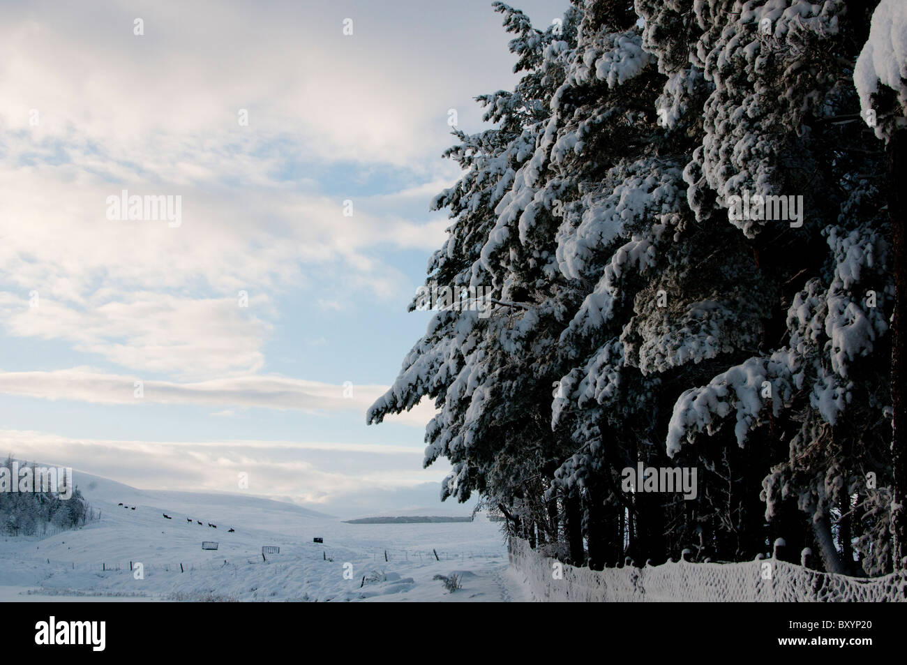 trees in snow Scotland Stock Photo - Alamy