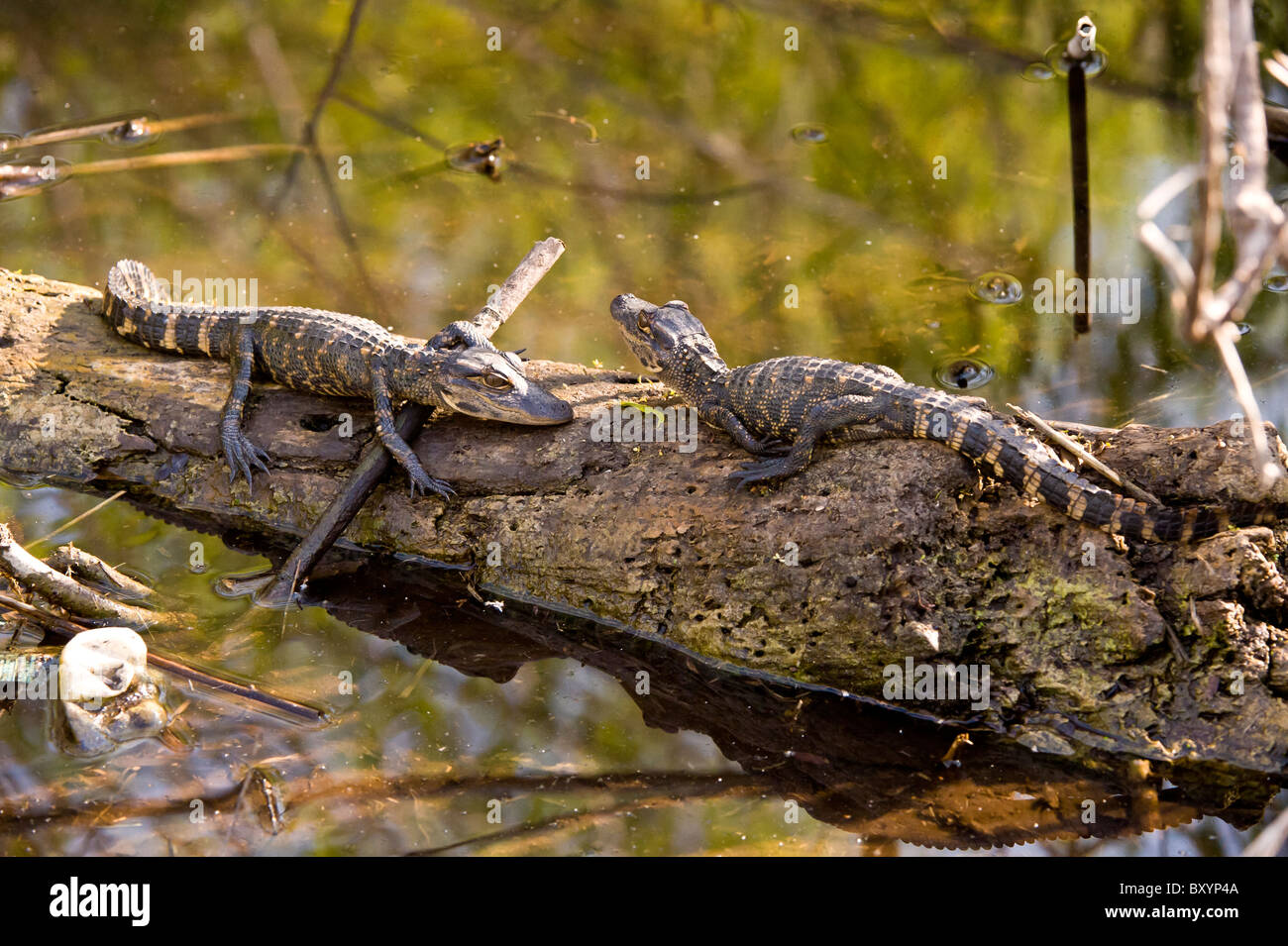 Juvenile alligators hi-res stock photography and images - Alamy