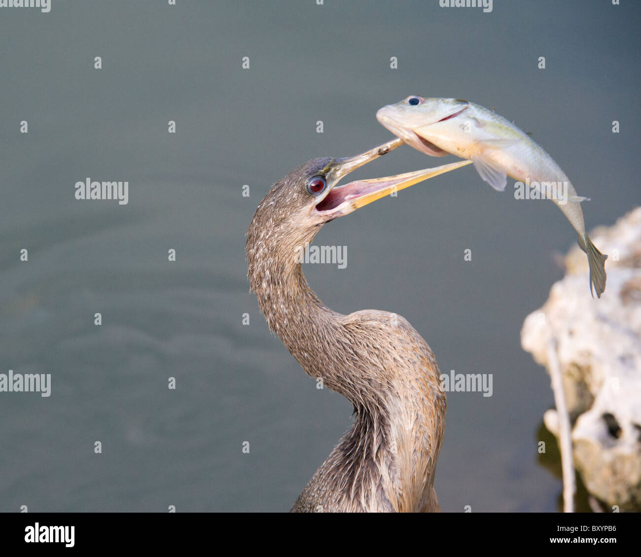 Spear fish hi-res stock photography and images - Alamy