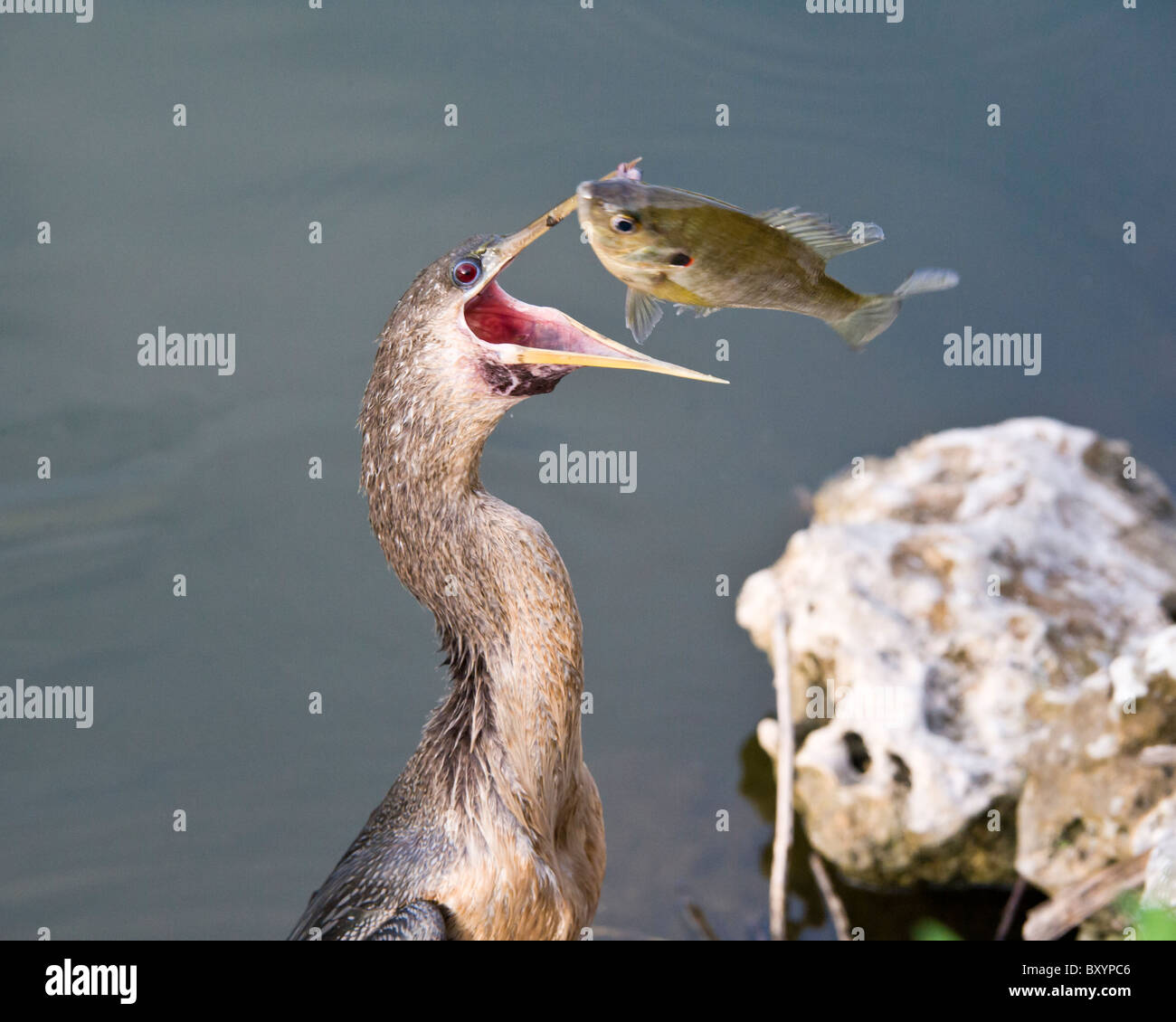 Anhinga with fish Stock Photo - Alamy