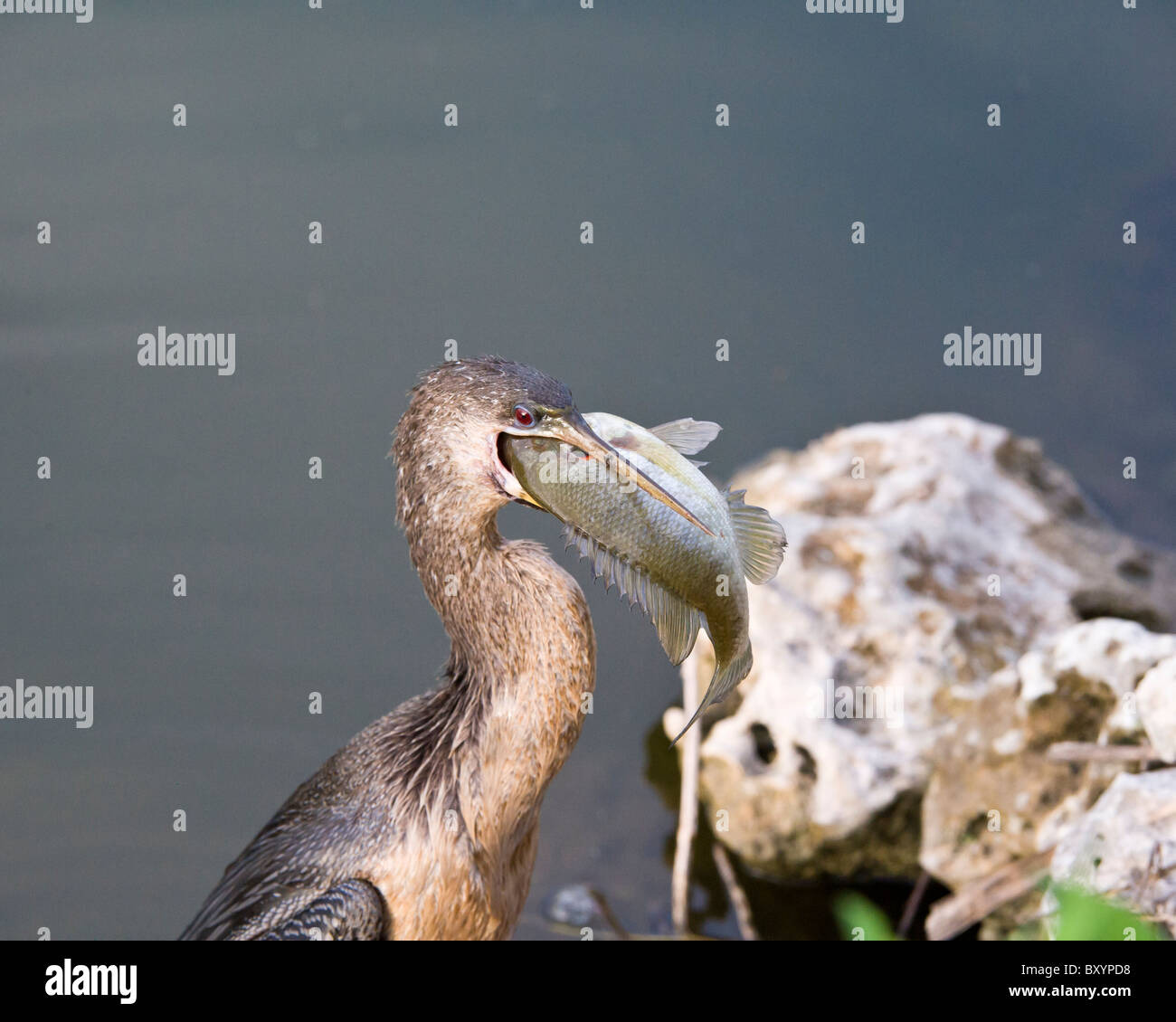 Anhinga with fish Stock Photo - Alamy