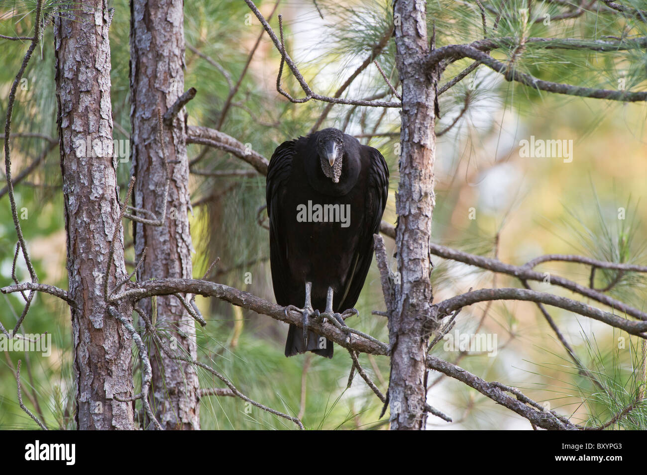 Black Vulture on a tree branch, Florida USA Stock Photo - Alamy