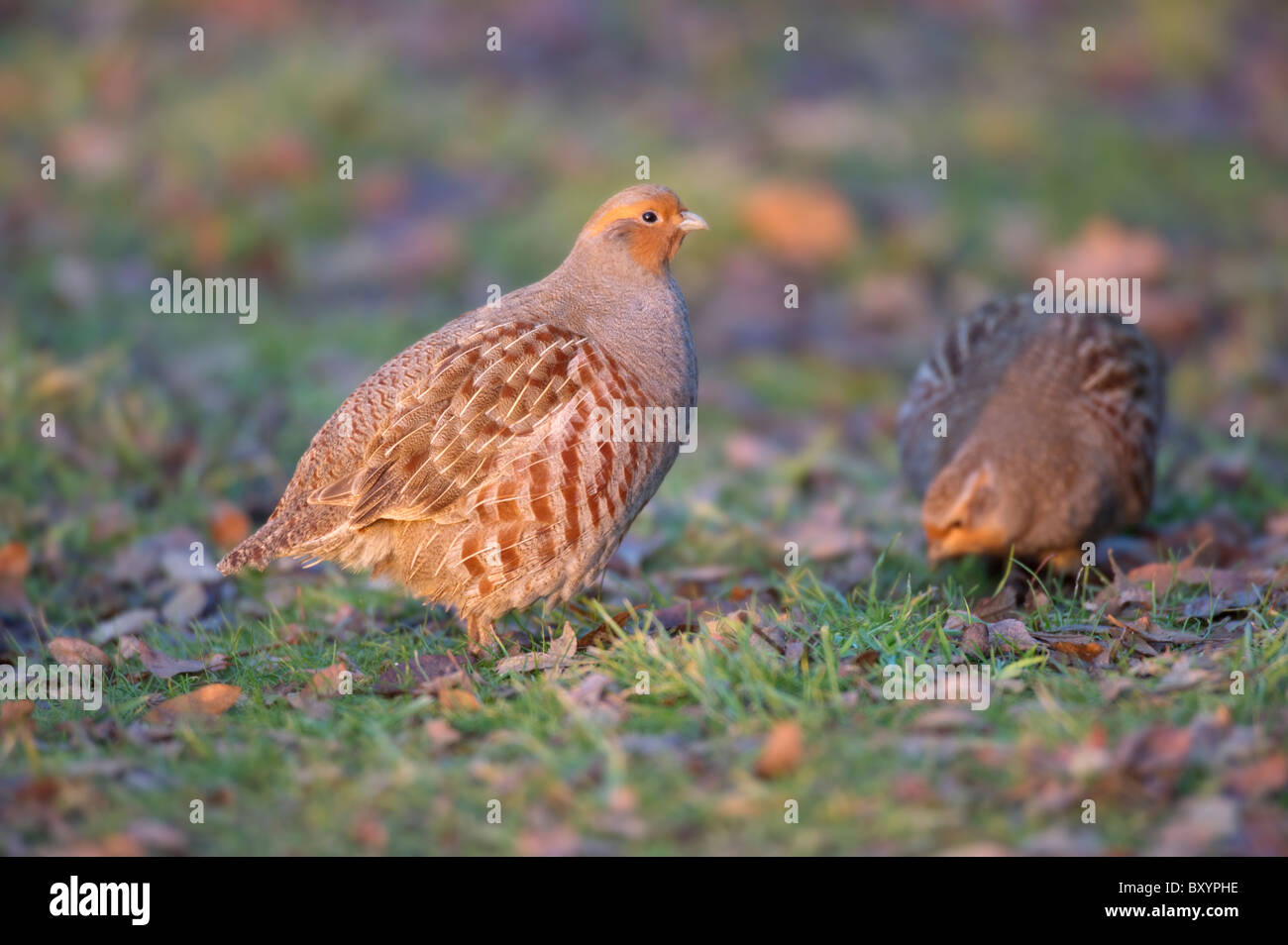Male and female partridges hi-res stock photography and images - Alamy
